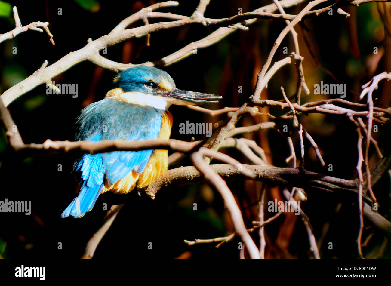 Australian Birding High Resolution Stock Photography and Images - Alamy