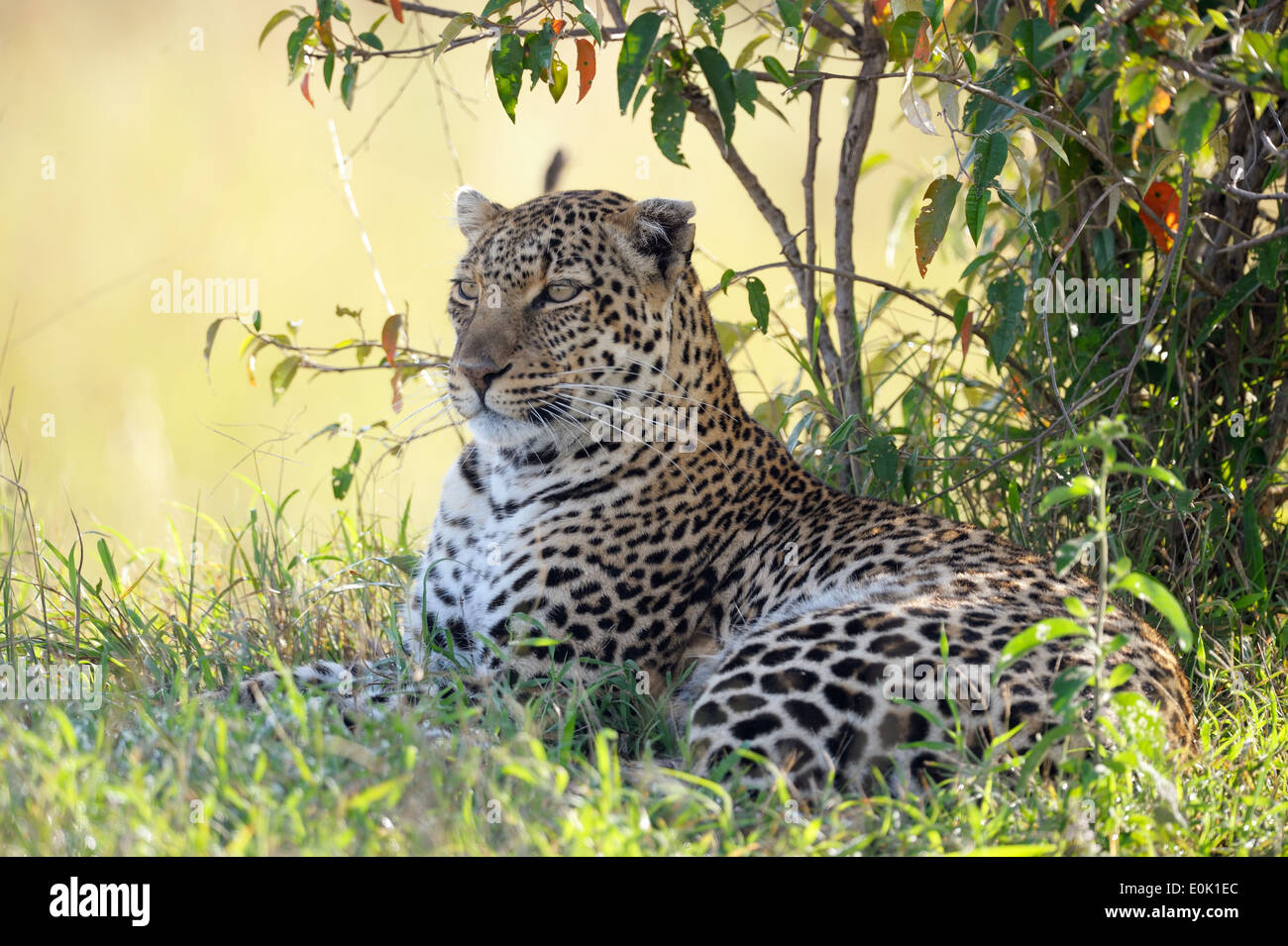 Leopard Hiding High Resolution Stock Photography and Images - Alamy