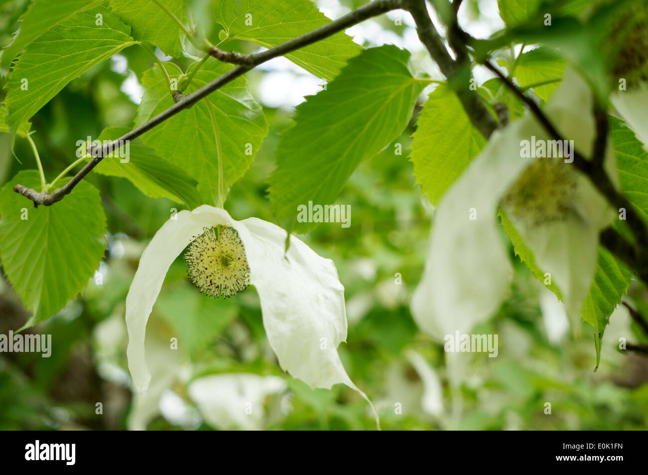 A chinese Hanky tree with blossoms Stock Photo - Alamy