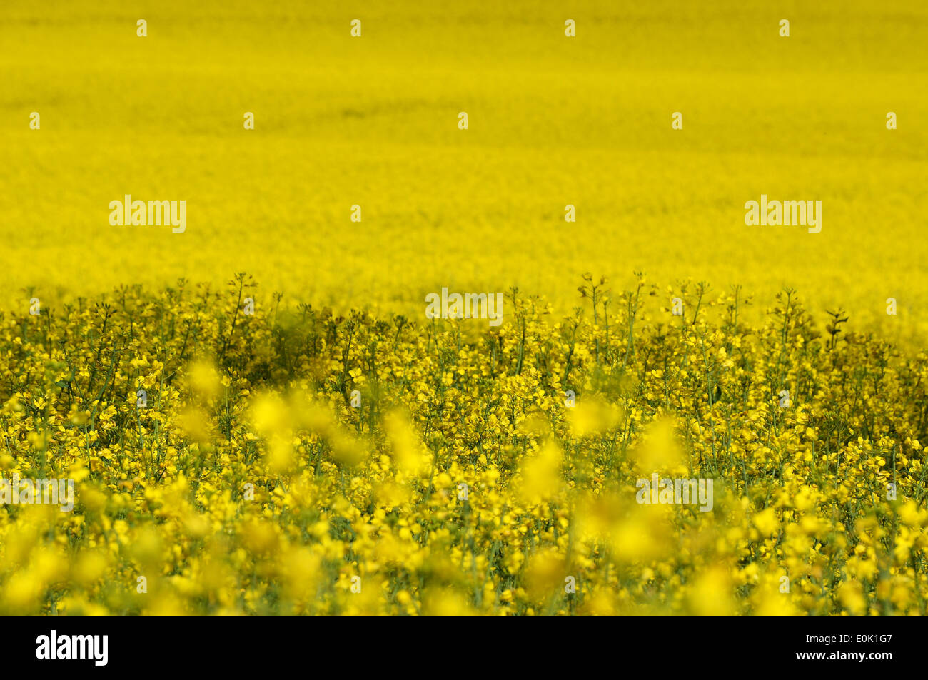 Canola oil hi-res stock photography and images - Alamy