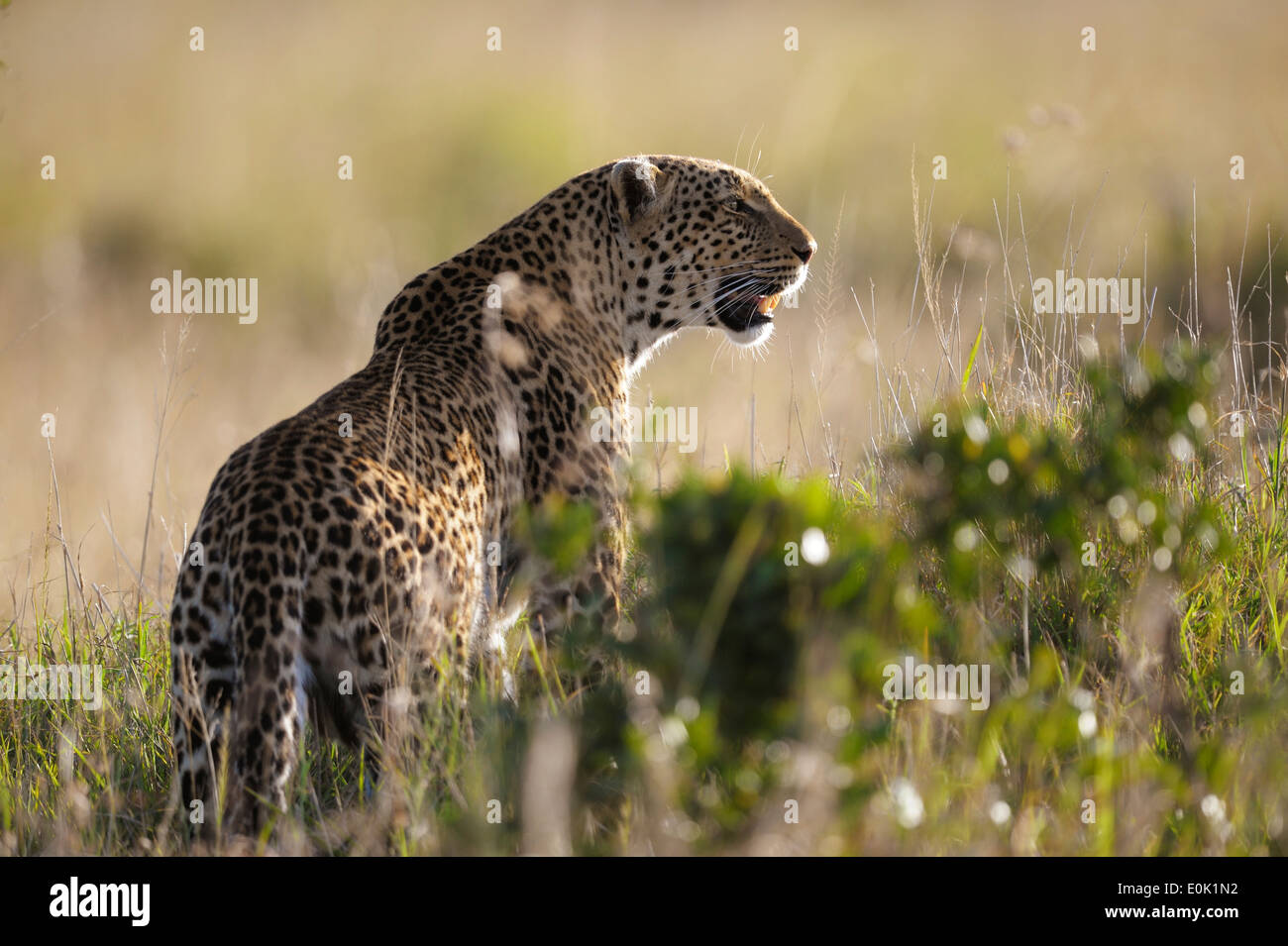 Habitat of leopard hi-res stock photography and images - Alamy