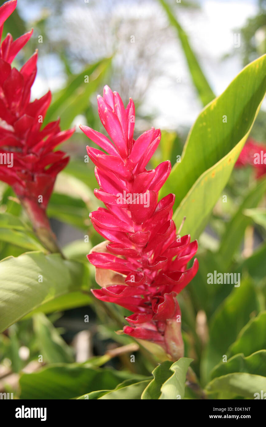 Alpinia purpurata, red ginger, also called ostrich plume and pink cone ...