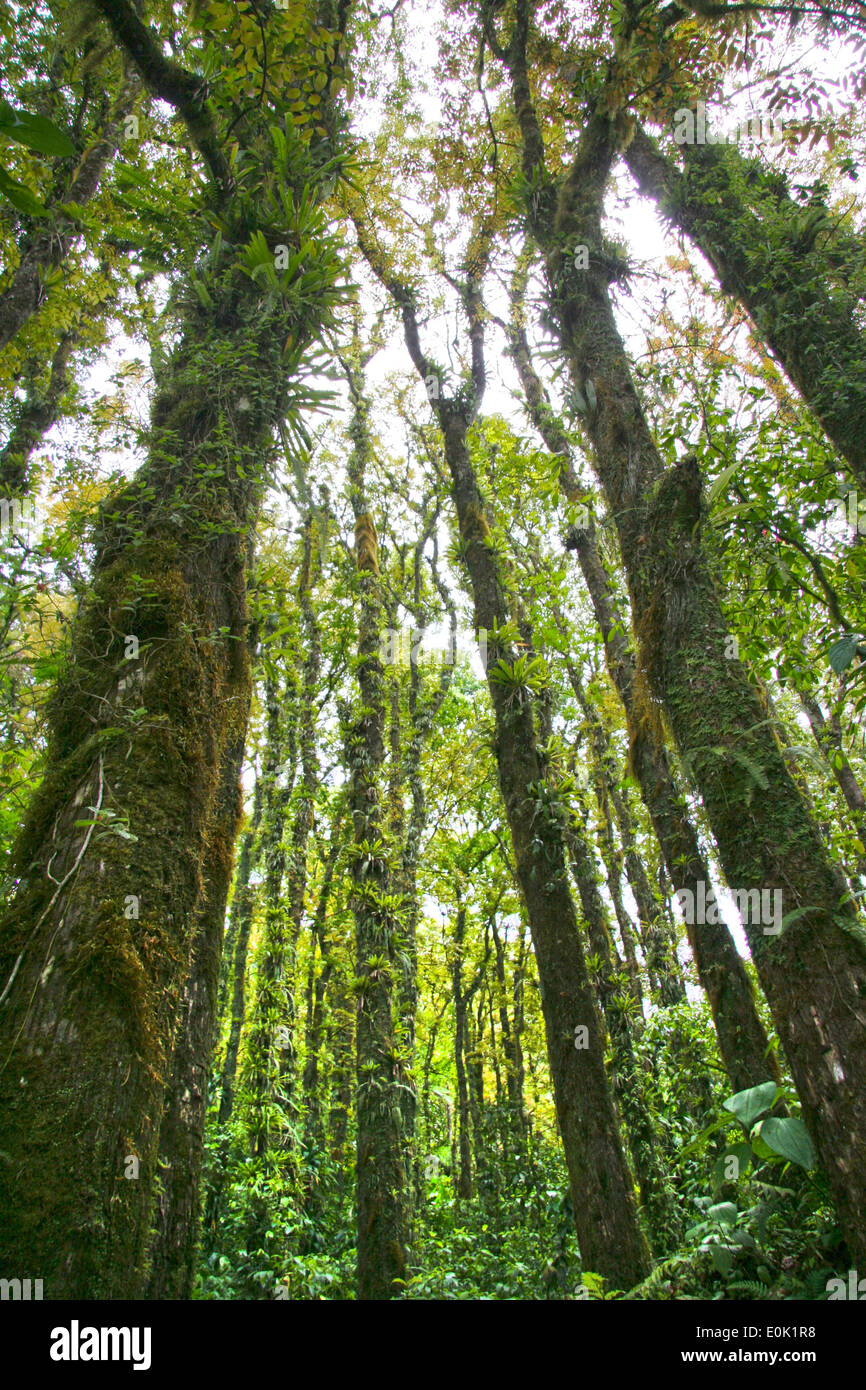 Jungle rainforest forest hi-res stock photography and images - Alamy