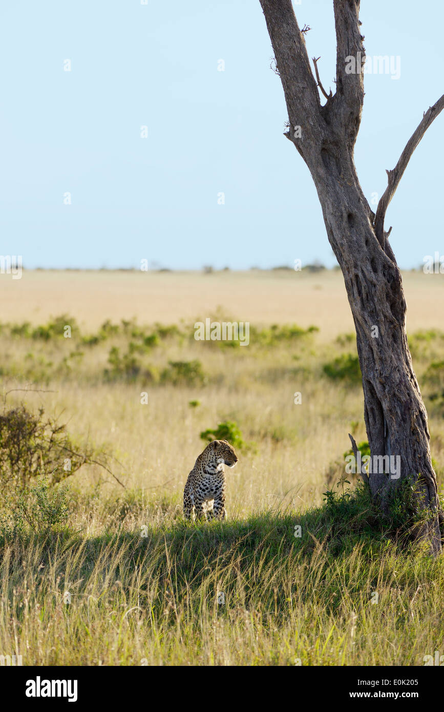Leopard under a tree, Masai Mara, Kenya Stock Photo - Alamy