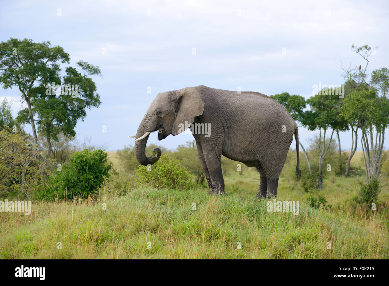 African bush elephant face hi-res stock photography and images - Alamy