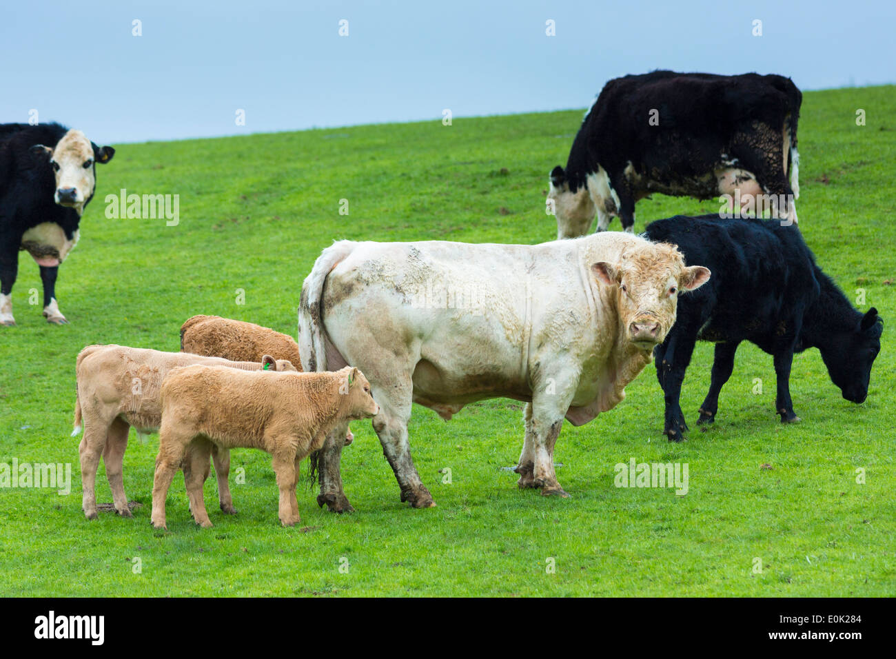 Bull and cows hi-res stock photography and images - Alamy