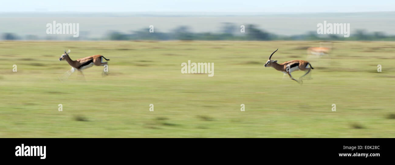 Gazelle Run Stock Photos & Gazelle Run Stock Images - Alamy