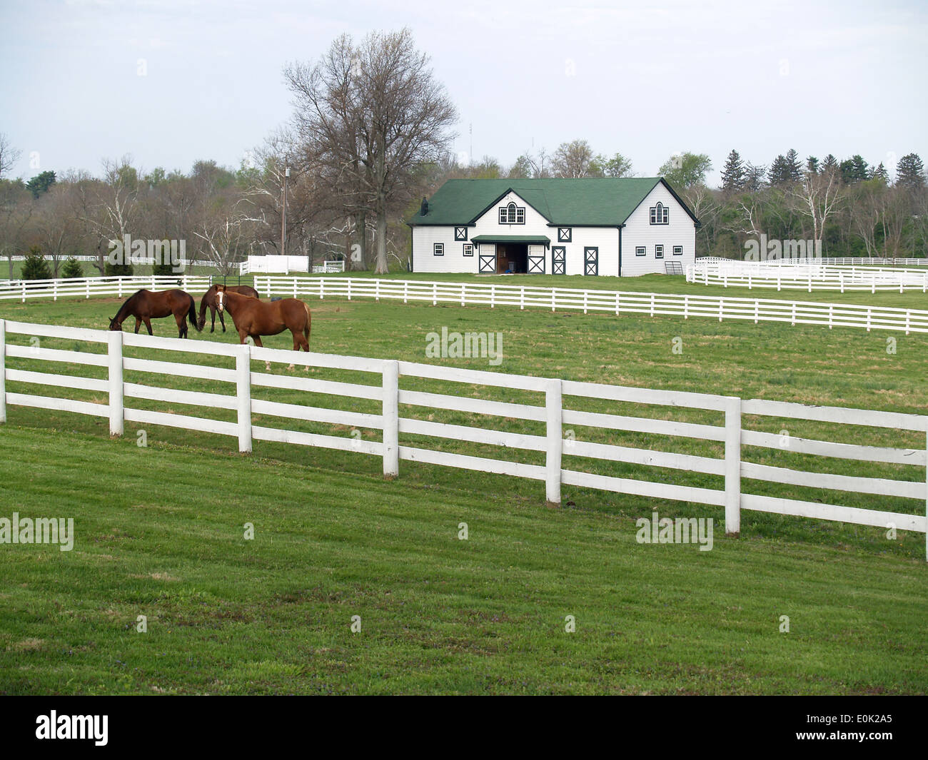 Thoroughbred horse on farm hi-res stock photography and images - Alamy