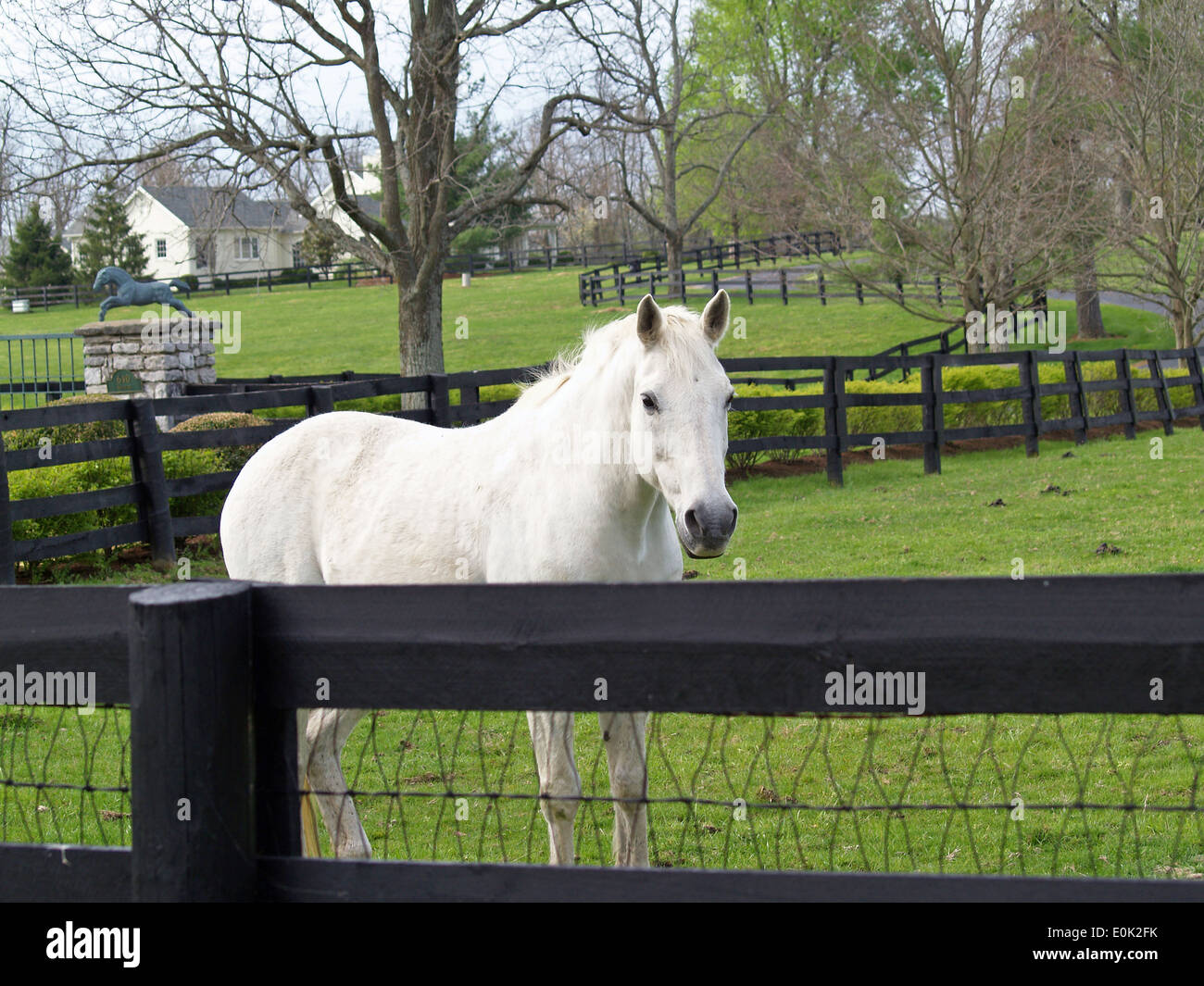 Thoroughbred horse farm hi-res stock photography and images - Alamy