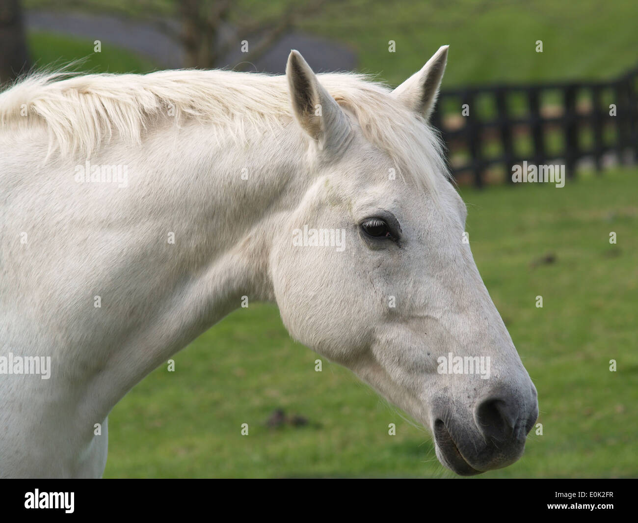 White Thoroughbred Horses