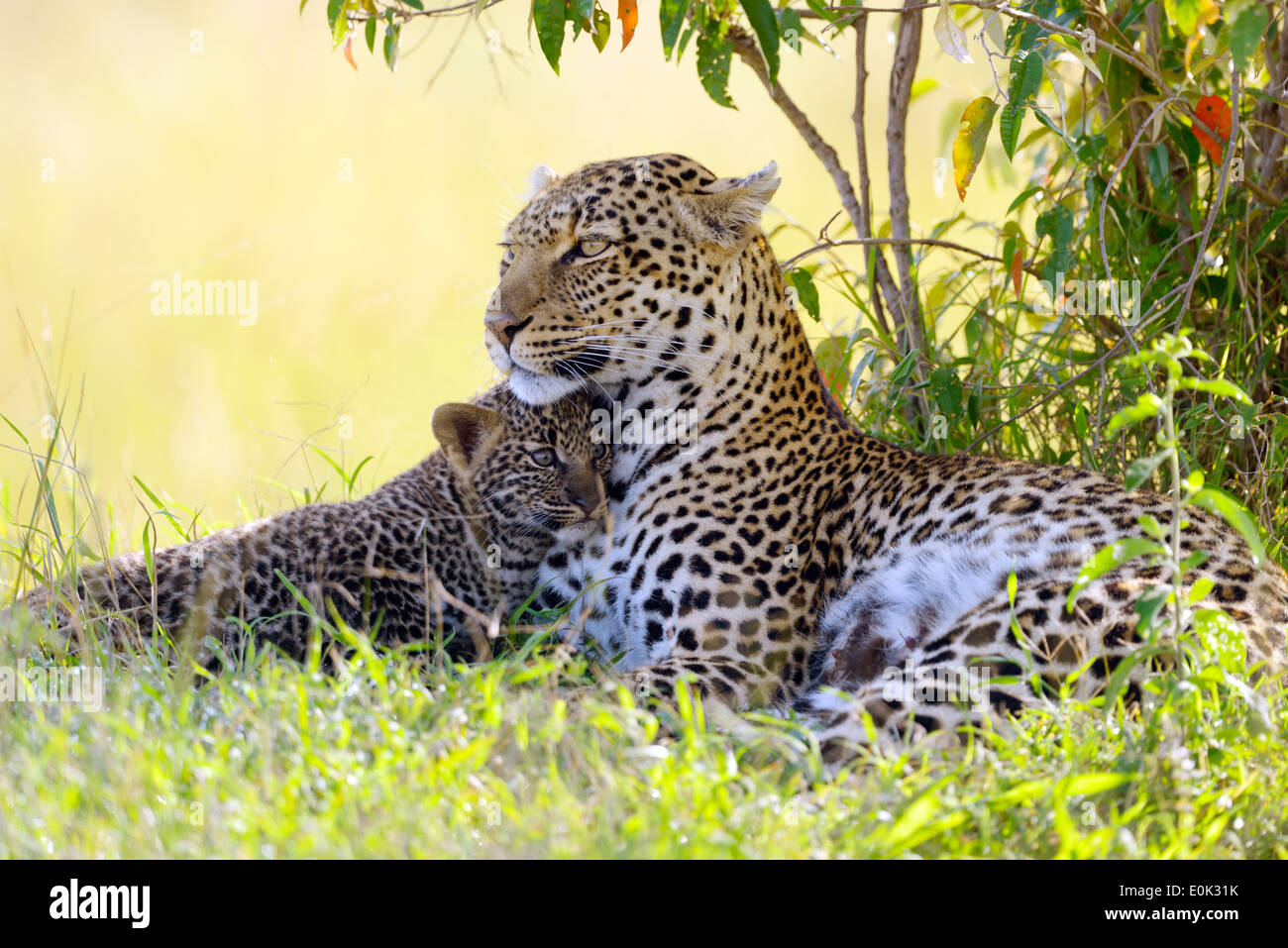 Leopard family hi-res stock photography and images - Alamy