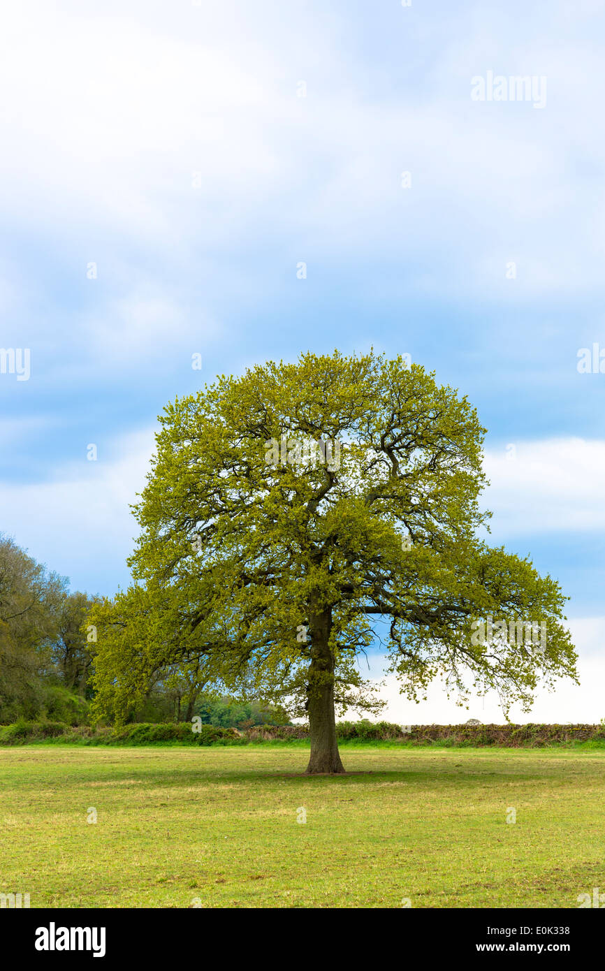 Oak tree summer britain High Resolution Stock Photography and Images ...