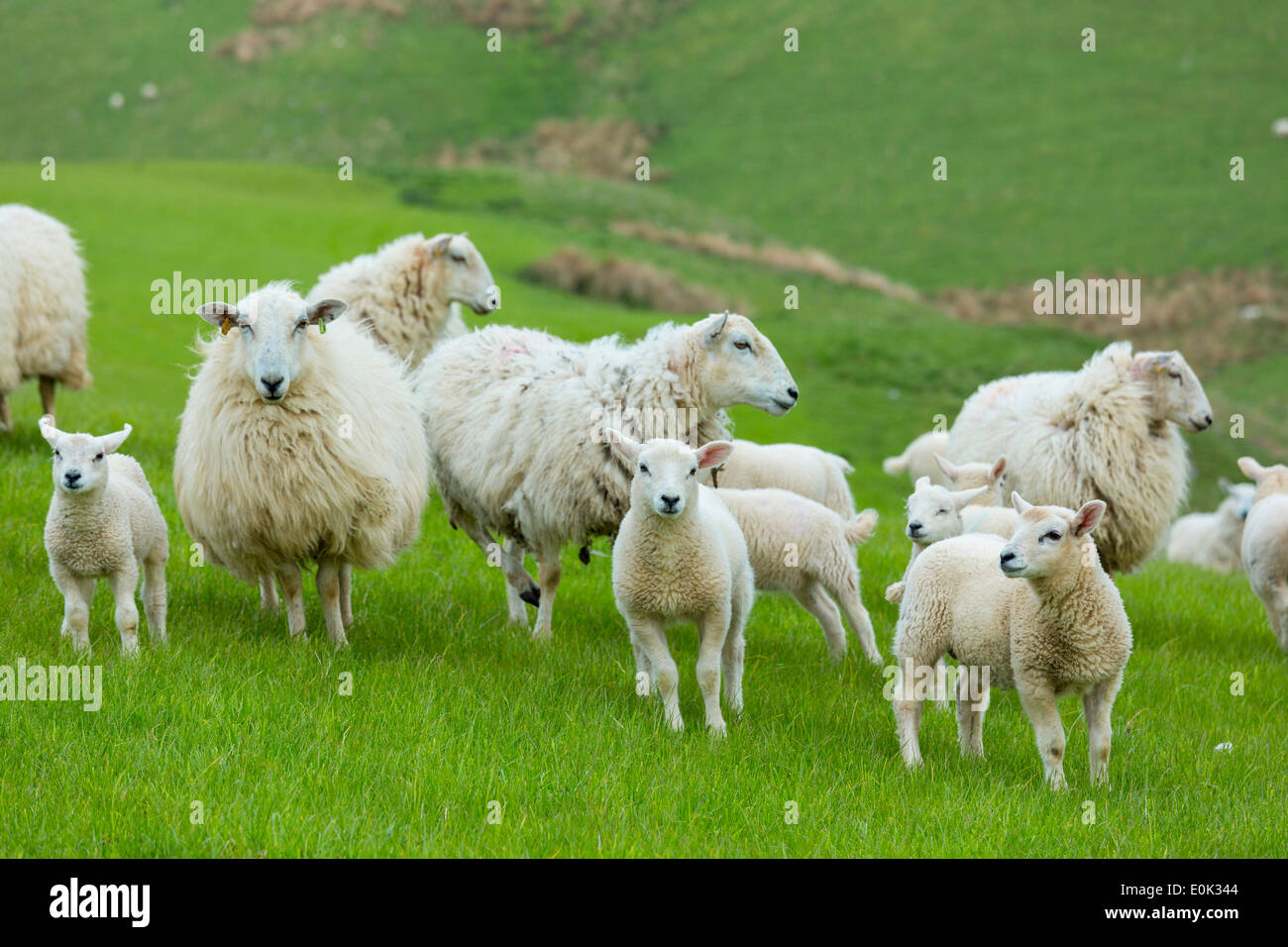 Flock of sheep ewes and lambs in the Brecon Beacons in Wales, United ...