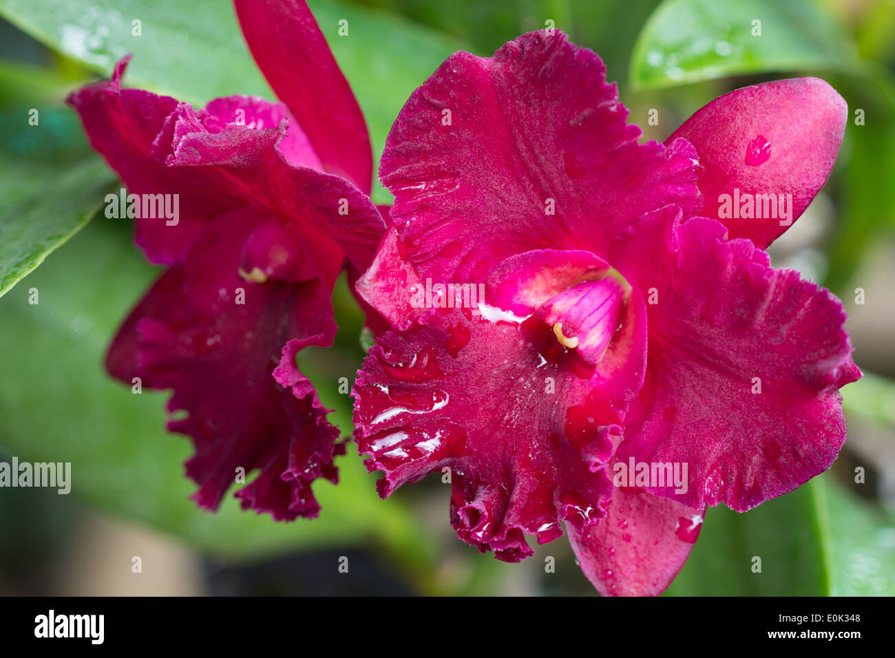 Flower pink nature hi-res stock photography and images - Alamy