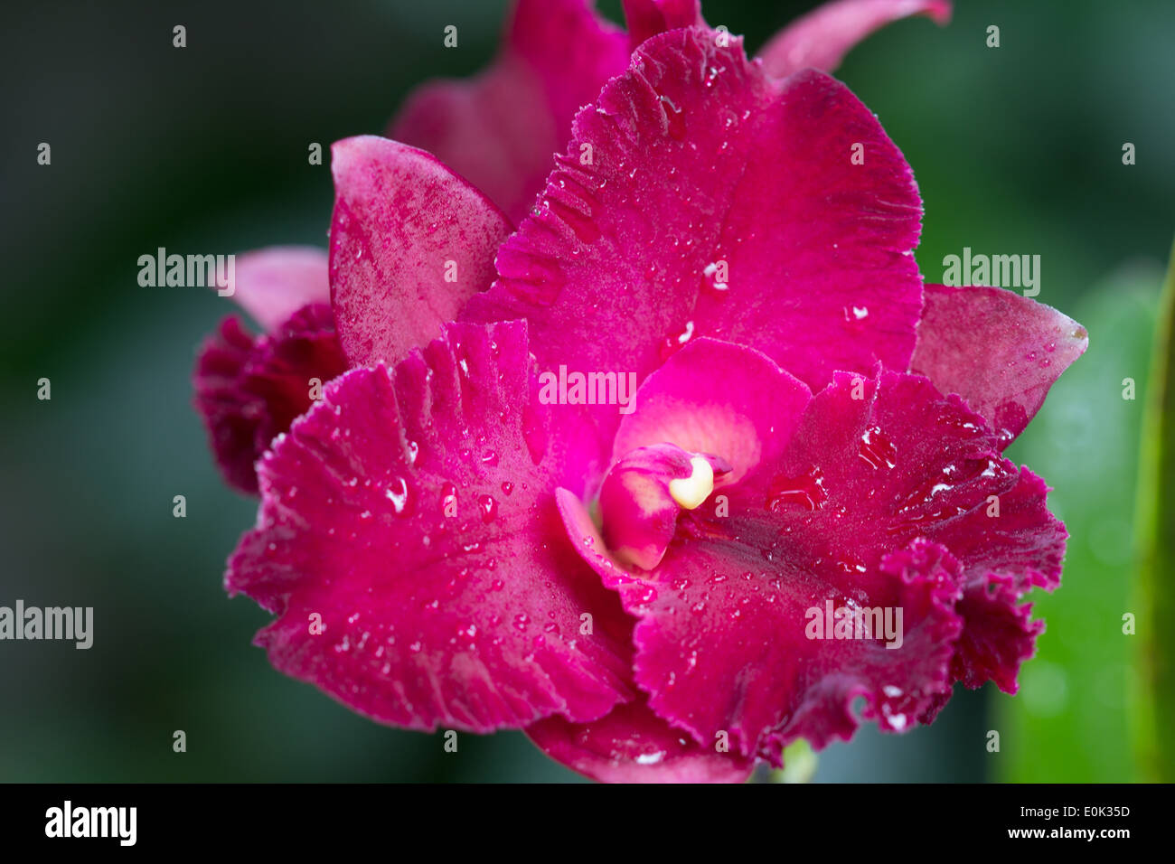 Flower pink nature hi-res stock photography and images - Alamy