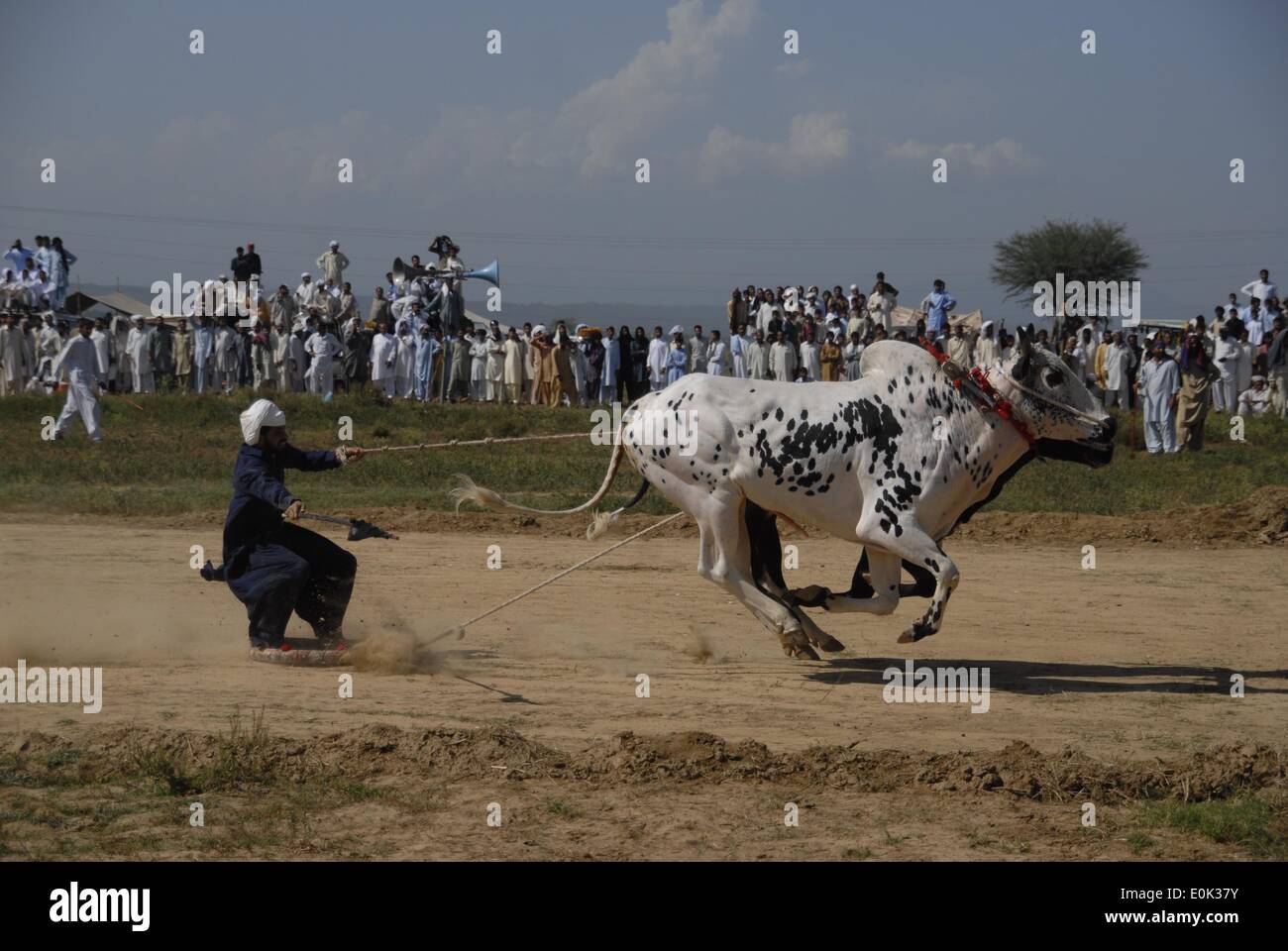 Gujar Khan, Pakistan. 15th May, 2014. A Pakistani jockey drives his ...