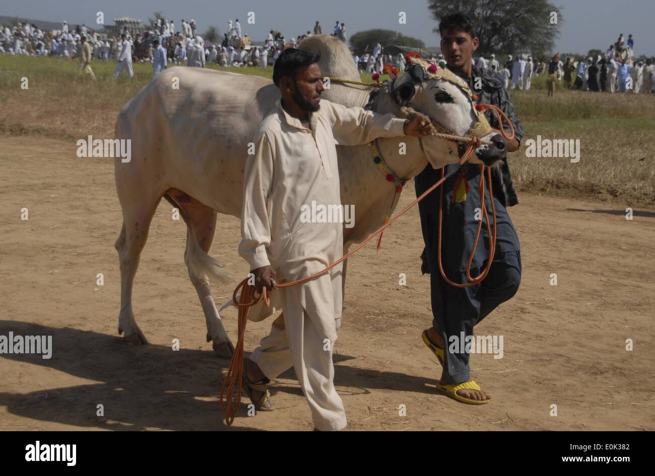 Gujar Khan, Pakistan. 15th May, 2014. Pakistani bulls owner bring their ...