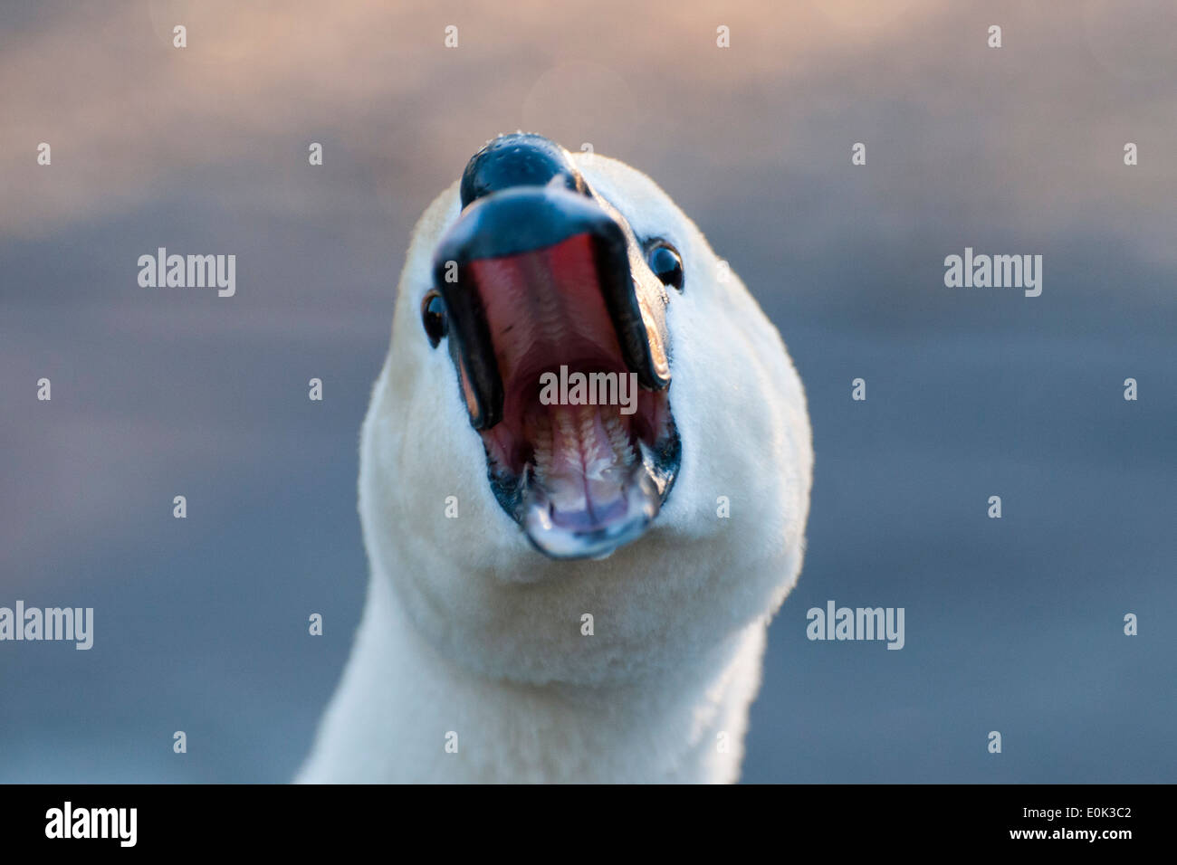 London mute swans hi-res stock photography and images - Alamy