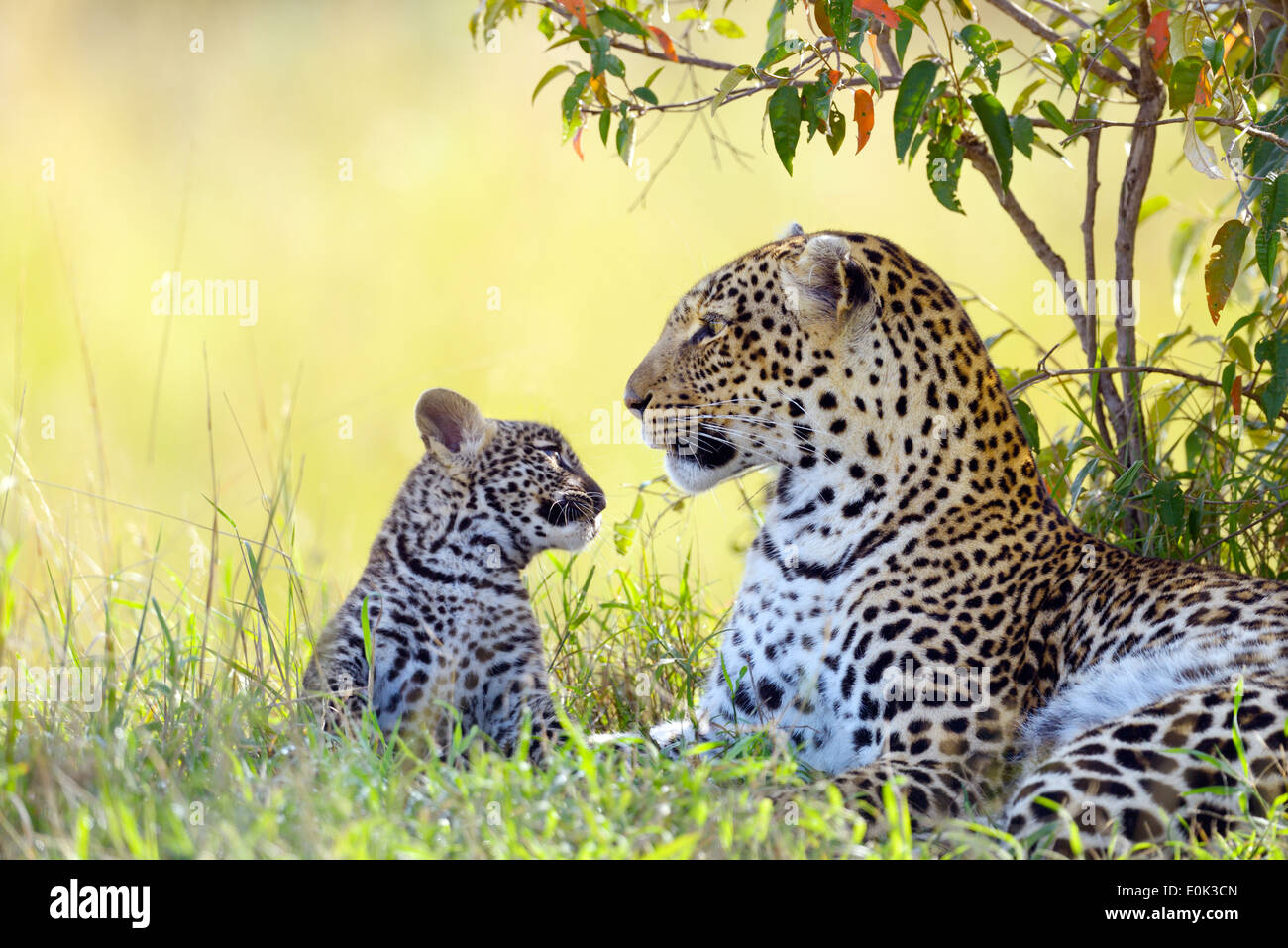 Cute baby leopard cub close up hi-res stock photography and images - Alamy