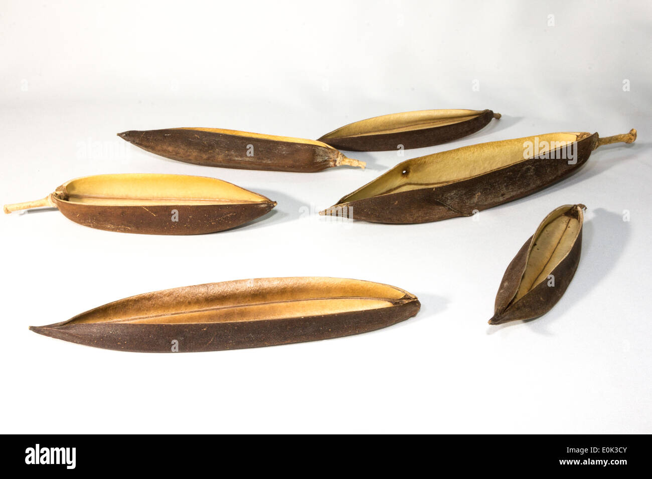 Tulip tree seed pod hi-res stock photography and images - Alamy