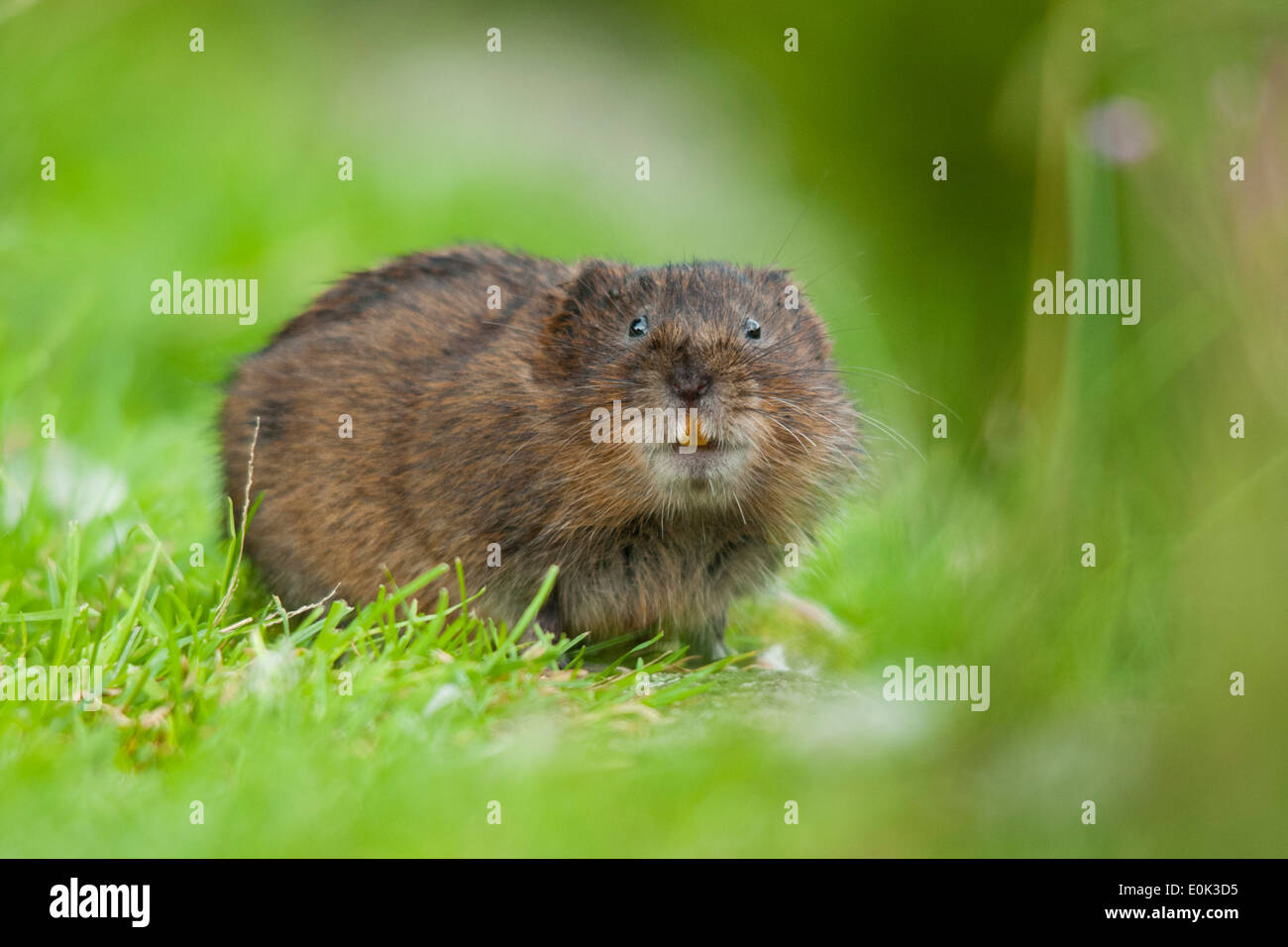 Water Voles Uk High Resolution Stock Photography and Images - Alamy