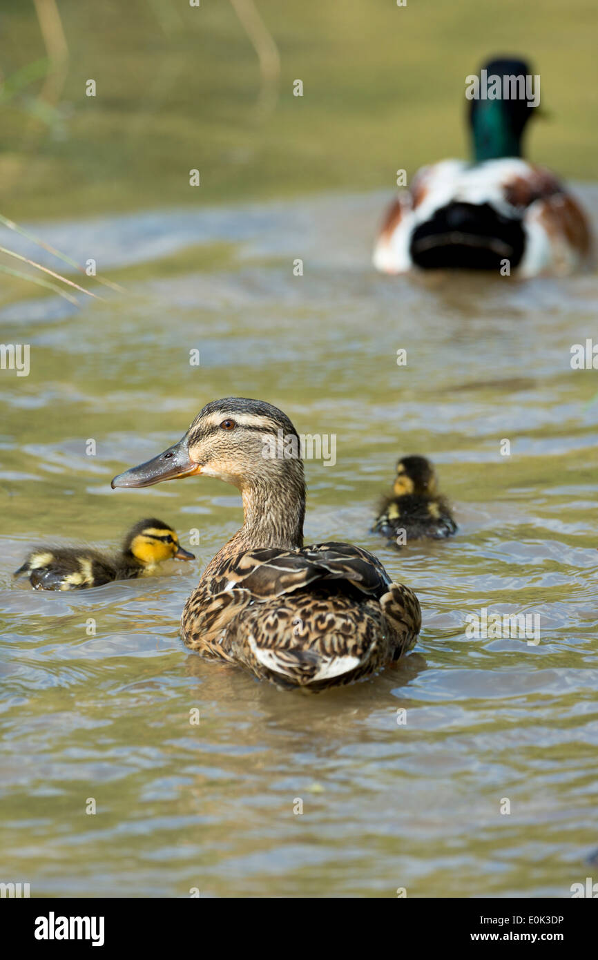 Mallard duck with ducklings on a stream in The Cotswolds, UK Stock ...