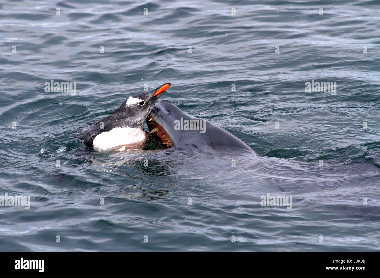 leopard seal that attacks Gentoo penguin in Antarctic waters Stock ...
