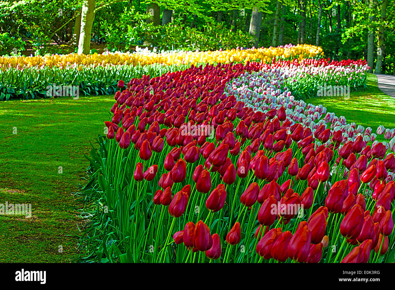 Tulip fever holland hi-res stock photography and images - Alamy