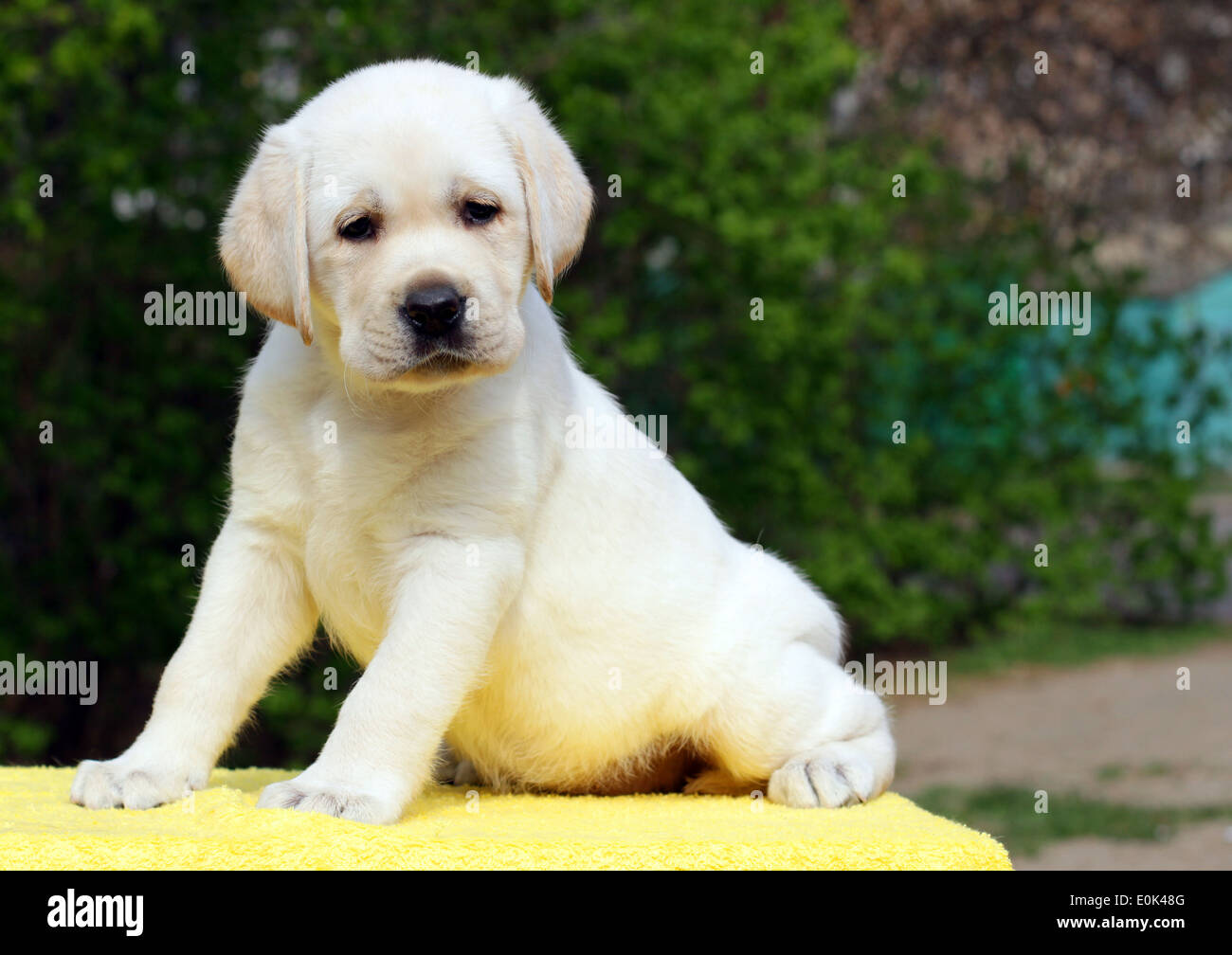 yellow labrador puppy sitting on the yellow background Stock Photo - Alamy