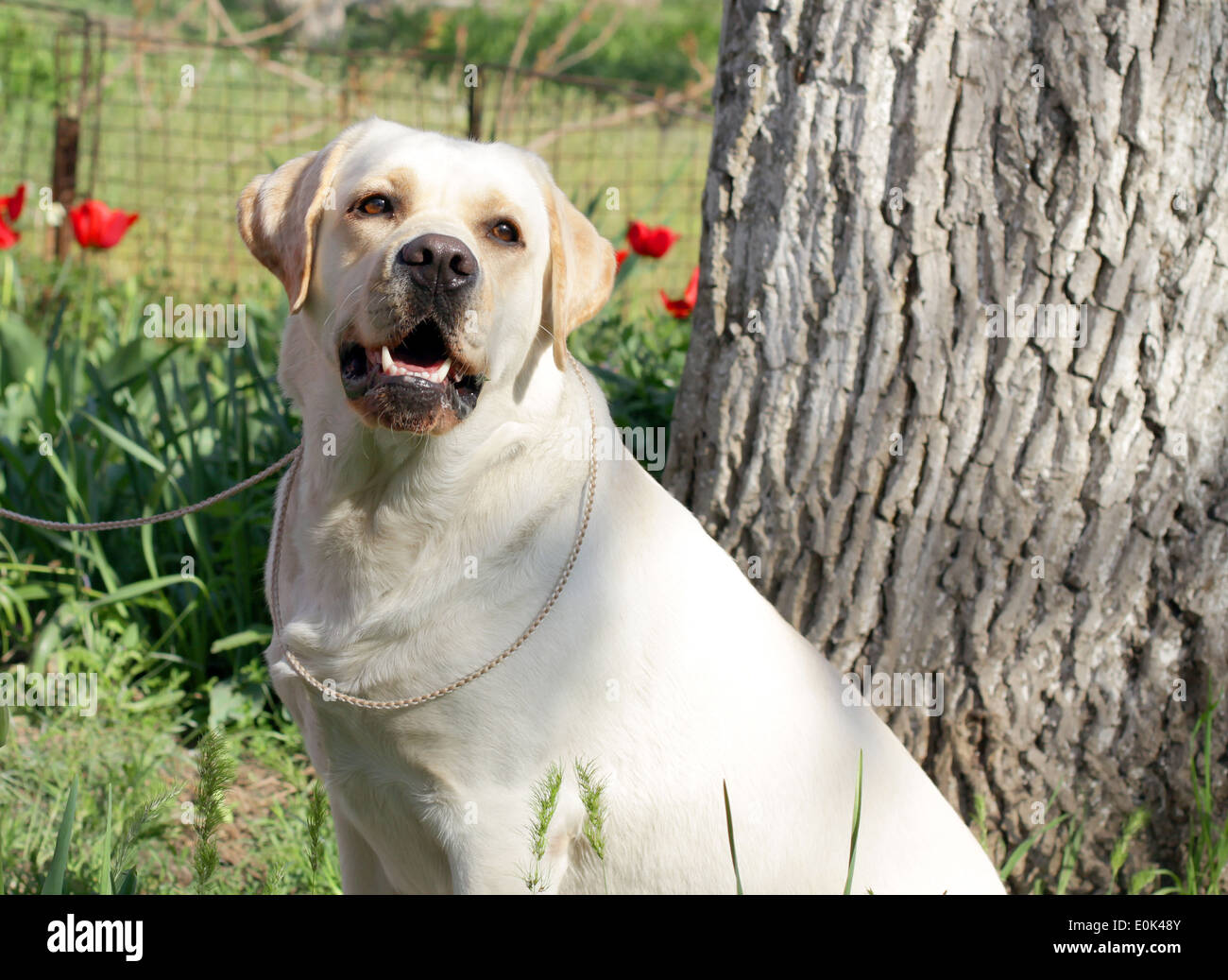 Male animal sitting in tree hi-res stock photography and images - Alamy