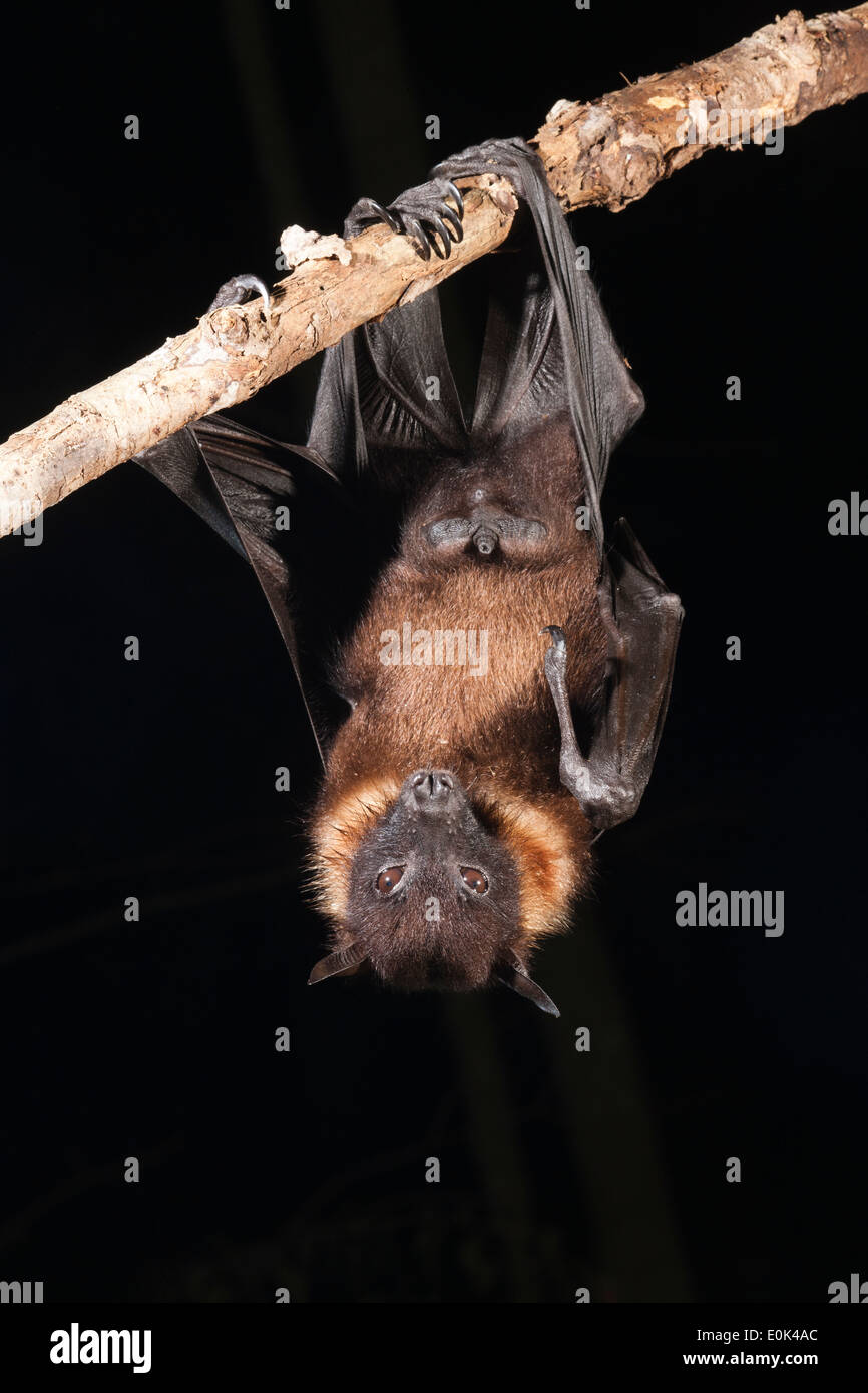 Giant fruit bat hi-res stock photography and images - Alamy