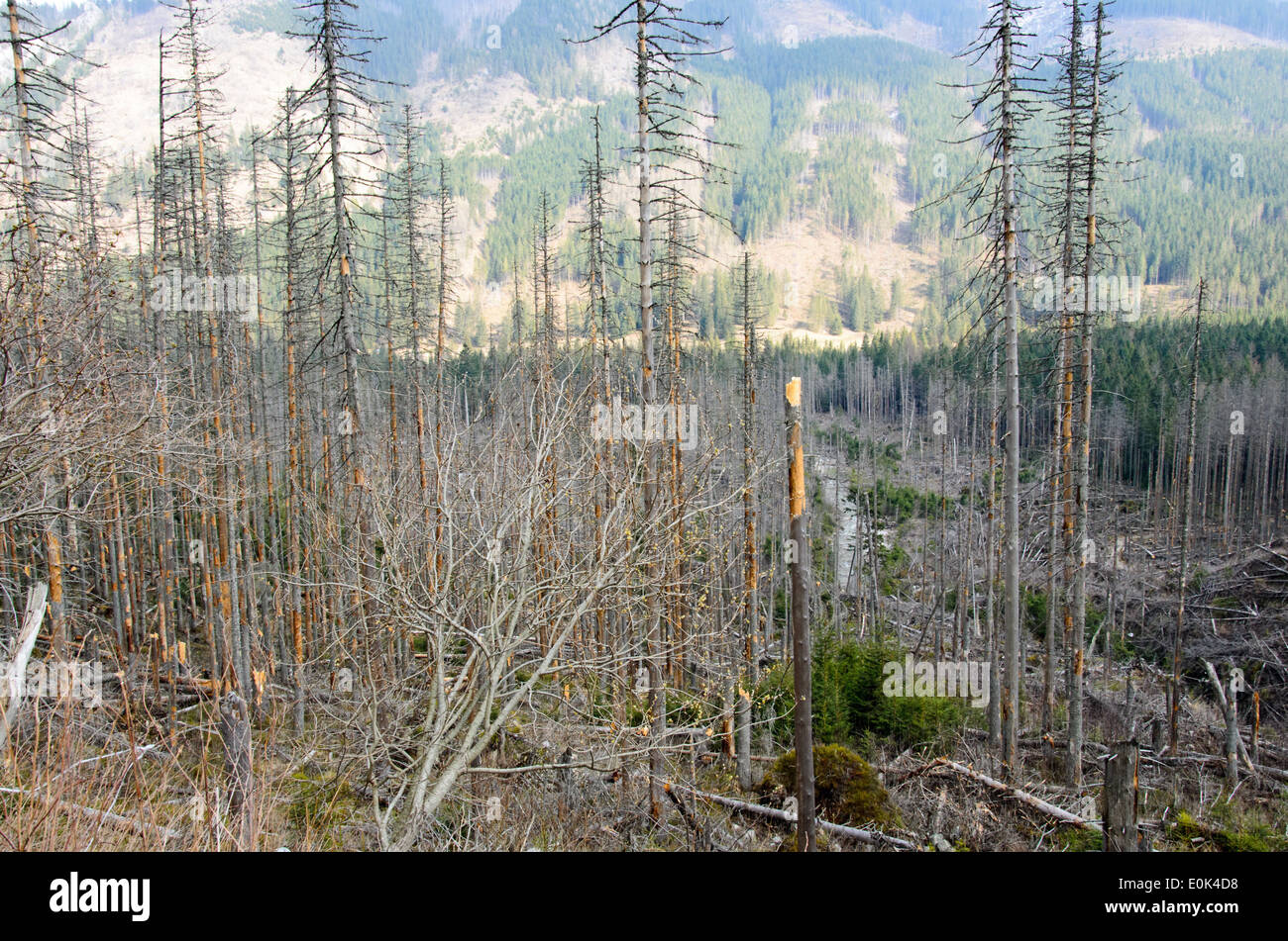 Broken pine tree after hi-res stock photography and images - Alamy