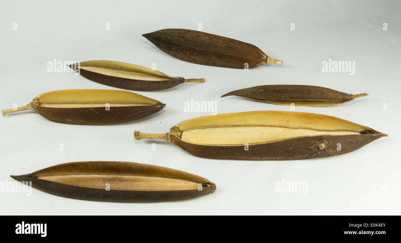 Pod of African tulip tree, Fire bell, Fouain tree Stock Photo - Alamy