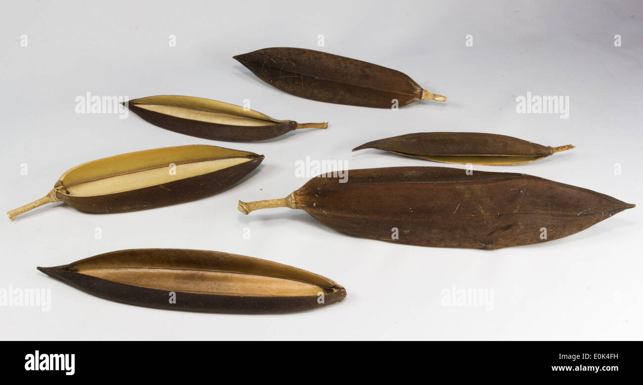 Tulip tree seed pod hi-res stock photography and images - Alamy