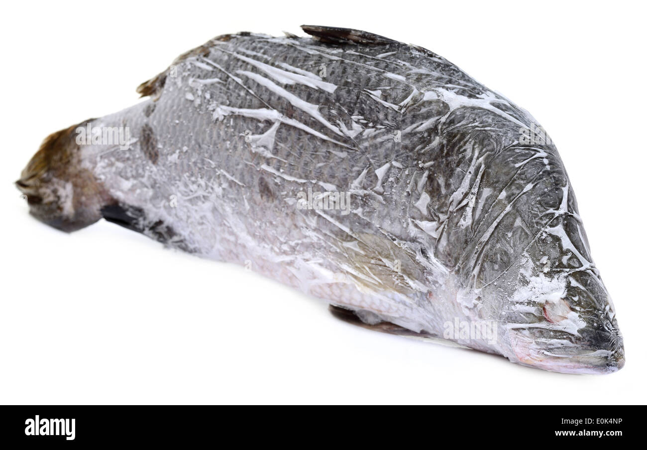 Frozen Barramundi or Koral fish of Southeast Asia over white background ...