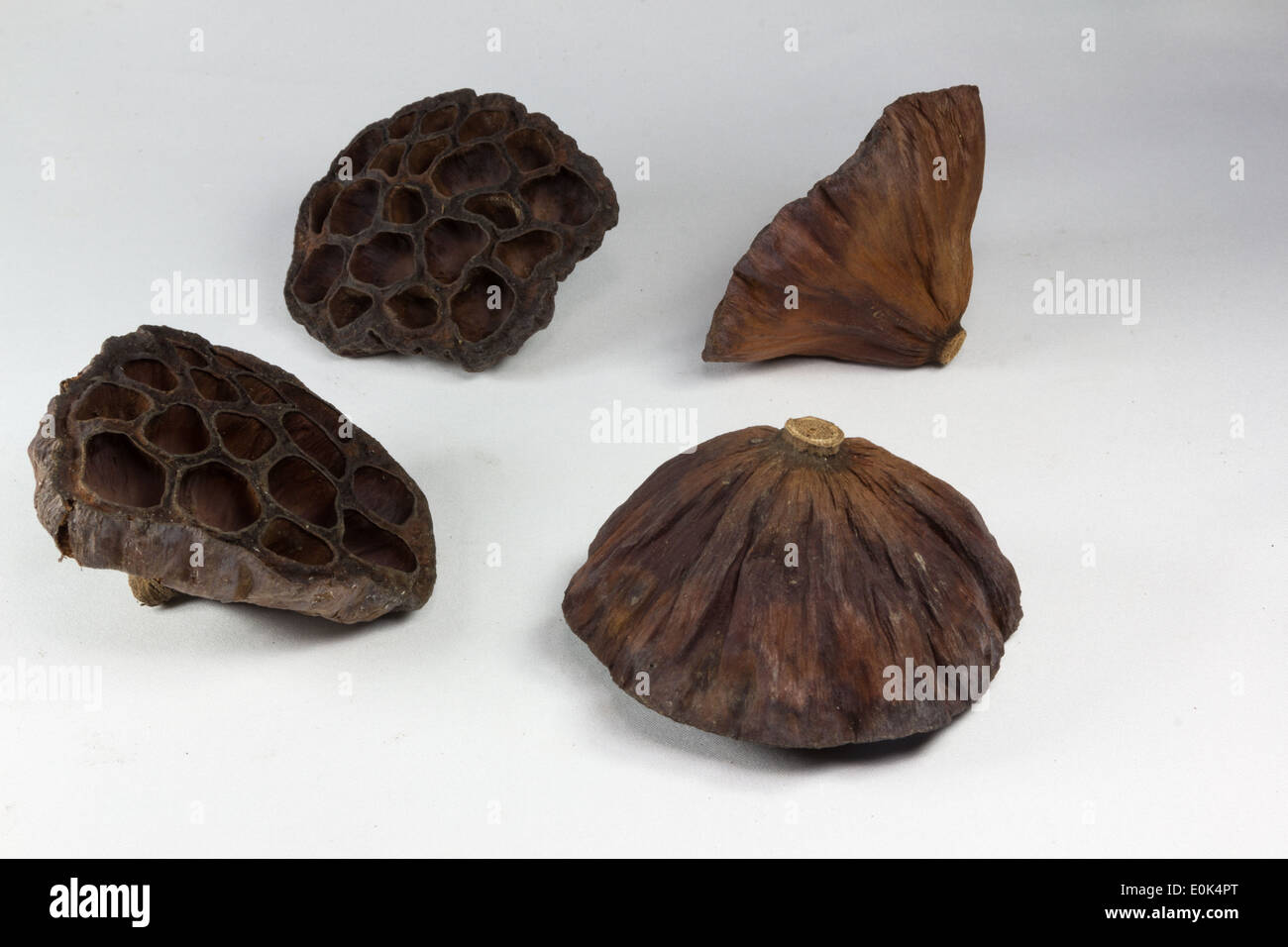 Lotus seed pod hi-res stock photography and images - Alamy