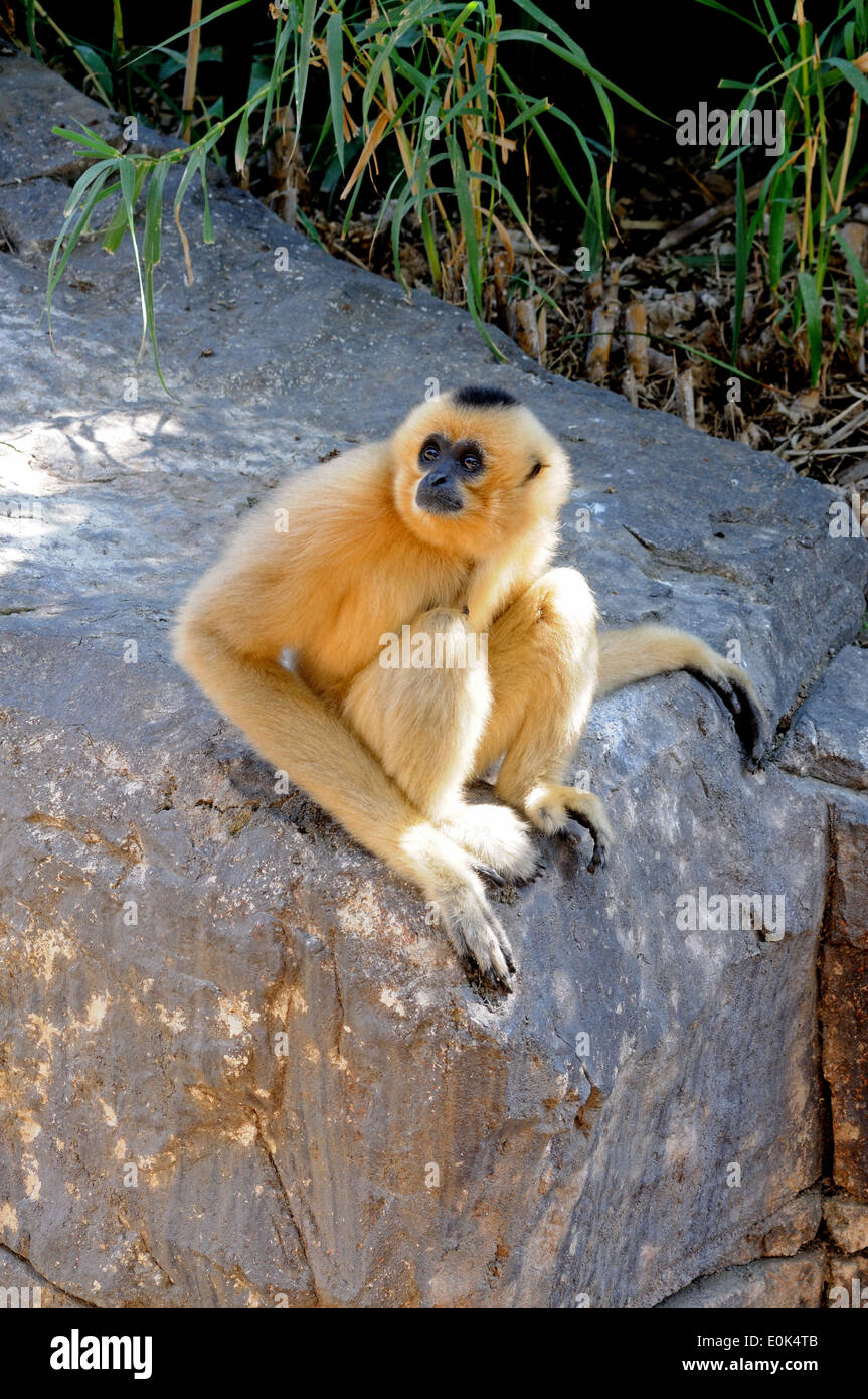 Golden cheek gibbon, also known as yellow-cheeked gibbon (Nomascus ...