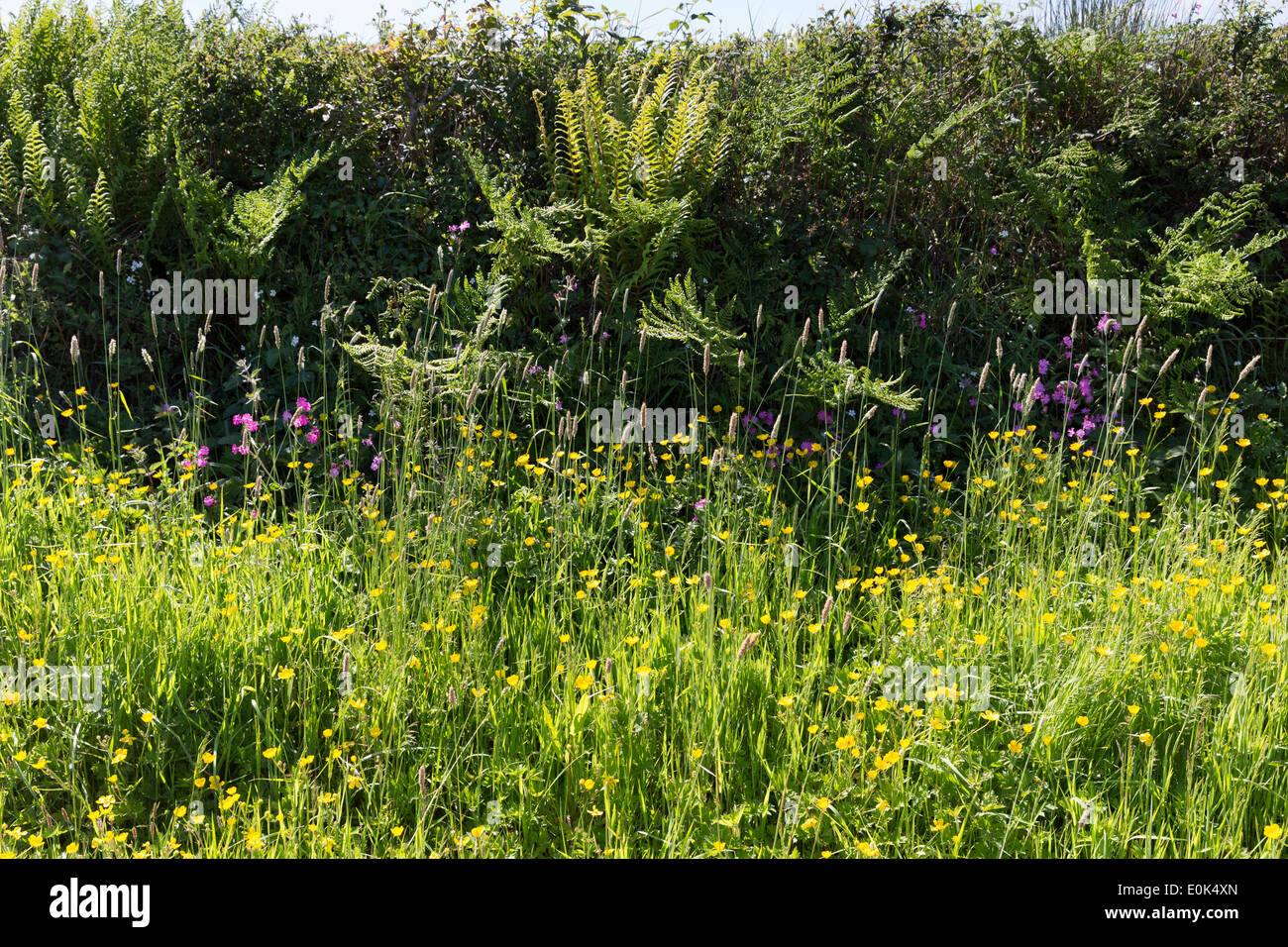 Traditional flowering hedgerow wildlife habitat in summertime in ...