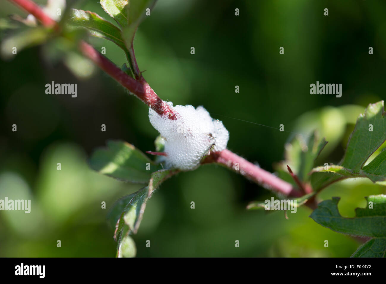 Spit bug hi-res stock photography and images - Alamy