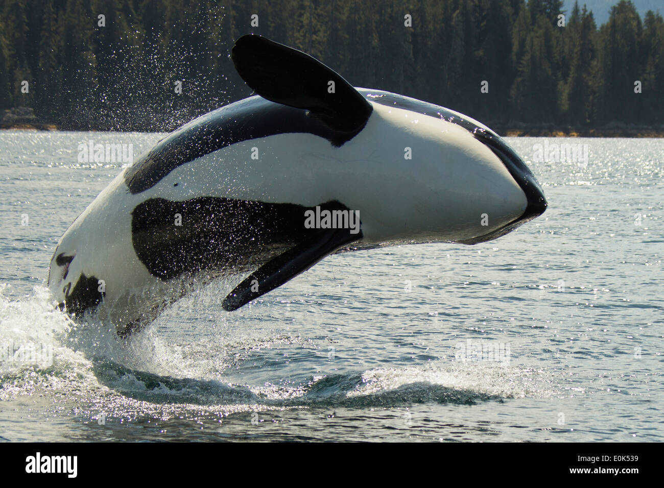 Orca breaching hi-res stock photography and images - Alamy