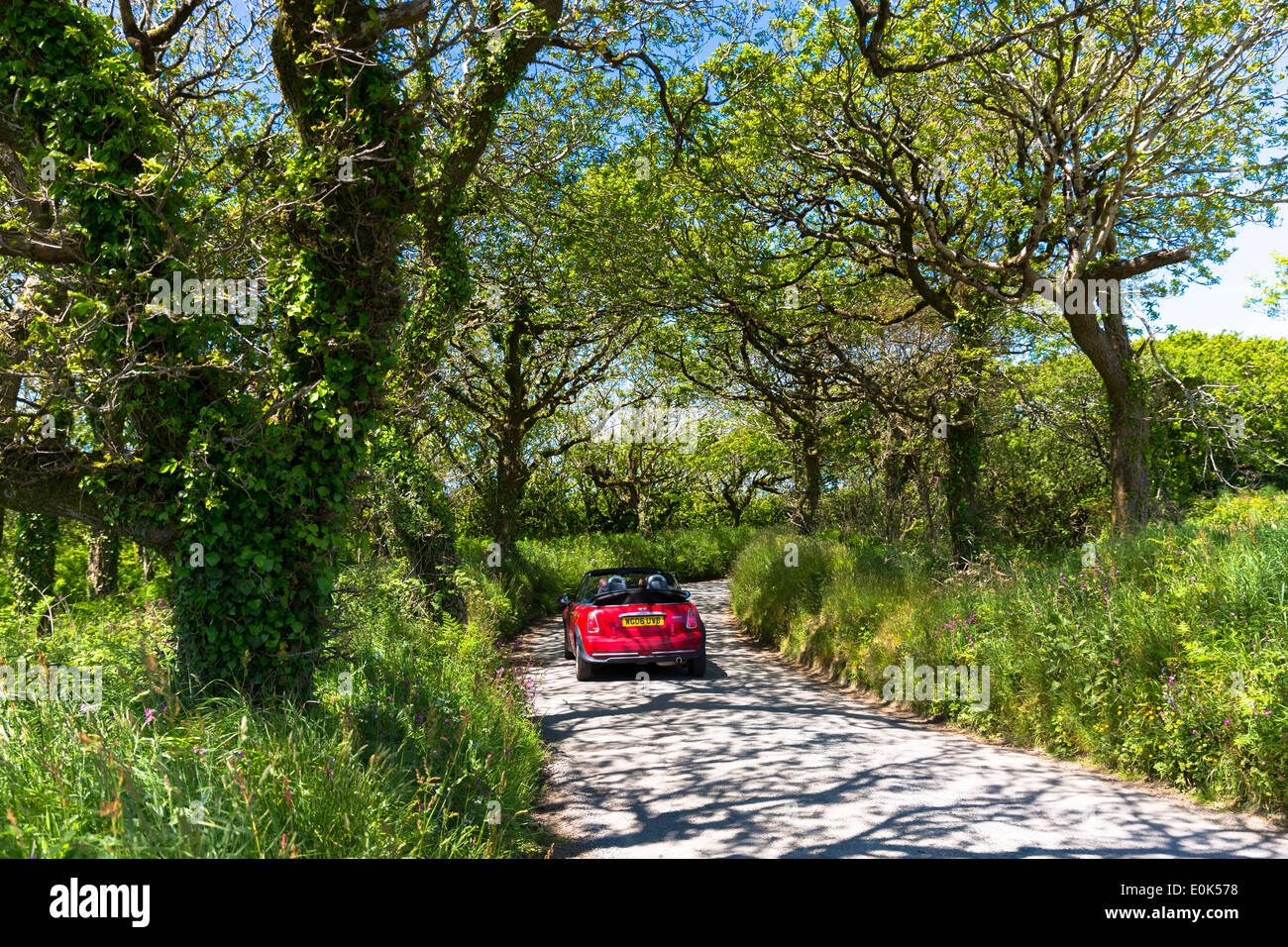 Driving a Mini Cooper convertible car along country lane on touring ...