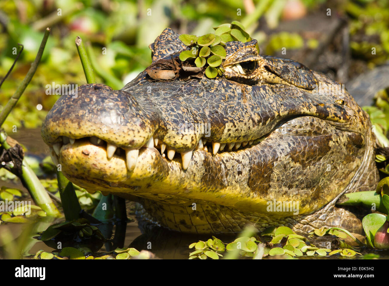 Caimen hi-res stock photography and images - Alamy