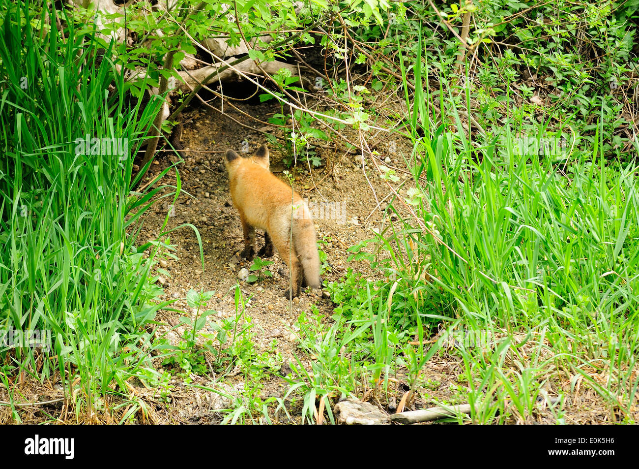 Red Fox kit or baby playing outside of den. (Vulpes vulpes Stock Photo ...