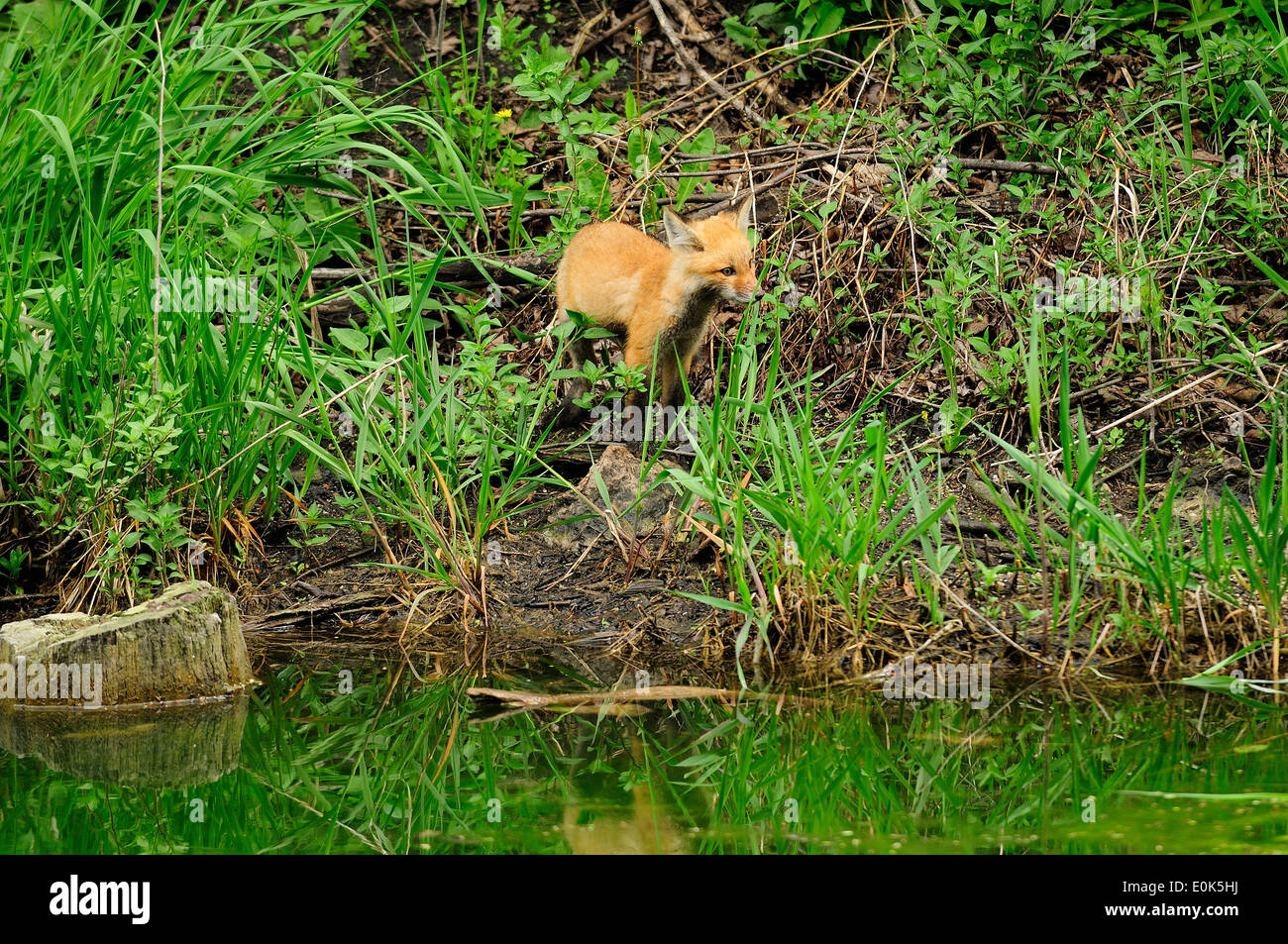 Red fox kit hi-res stock photography and images - Alamy