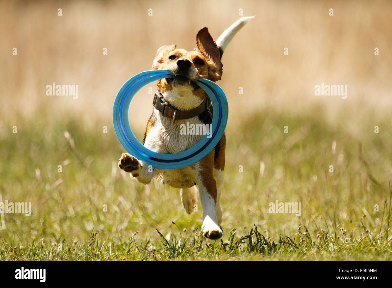 Frisbie High Resolution Stock Photography and Images - Alamy