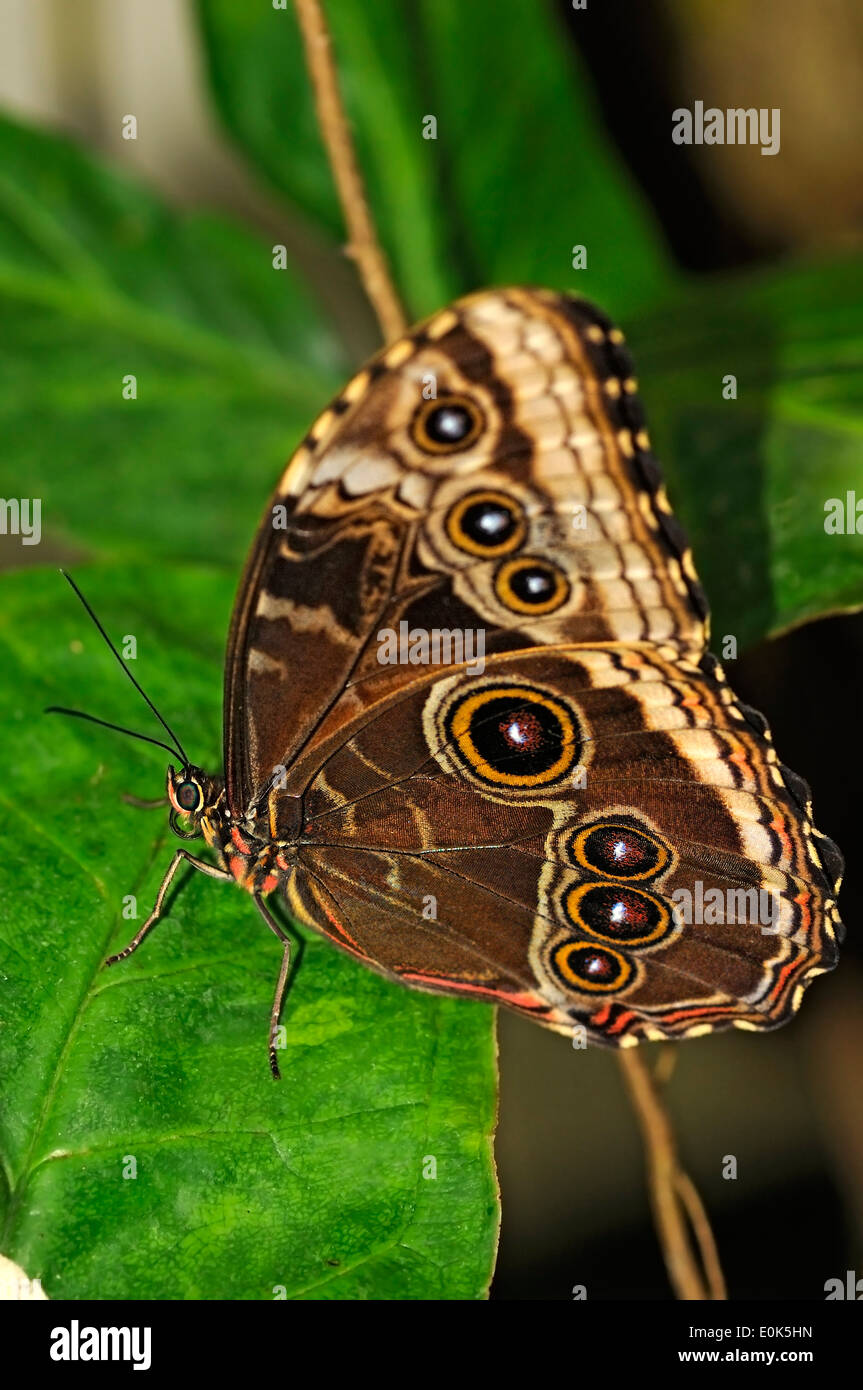 Vertical picture of Common Morpho, Morpho peleides, resting on a green ...