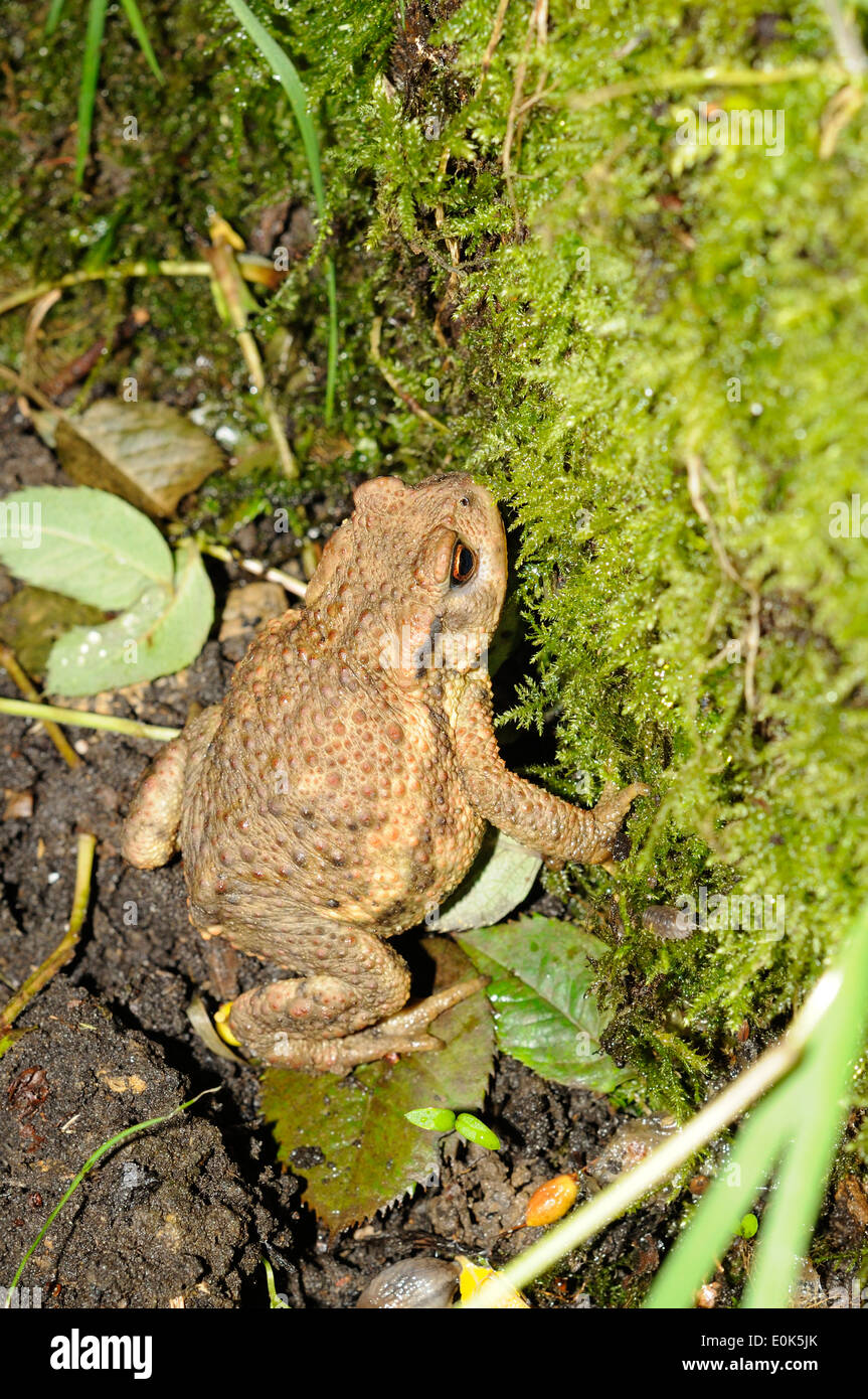 Vertical portrait of European toad, Bufo bufo, climbing a slope Stock ...