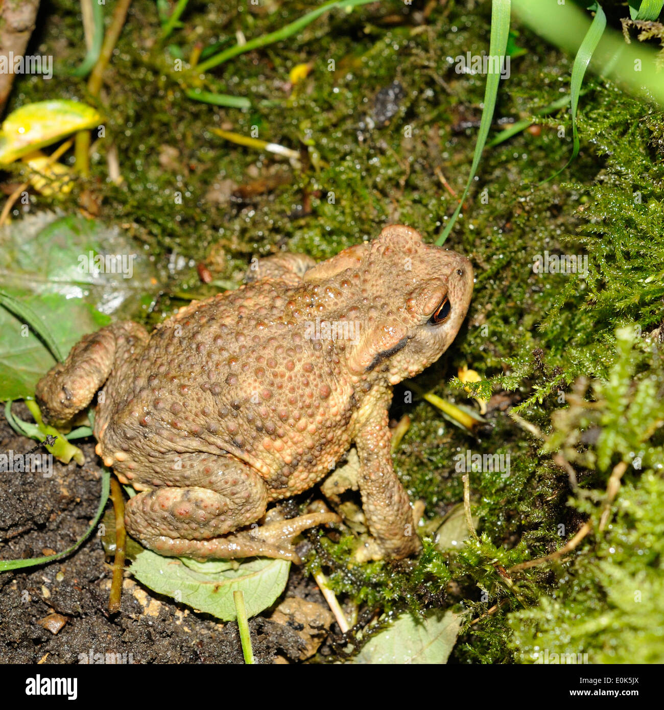 Walking common toads hi-res stock photography and images - Alamy