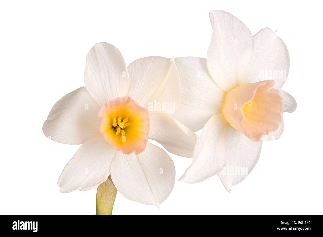 Two flowers of a pink, yellow, orange and white jonquil cultivar ...