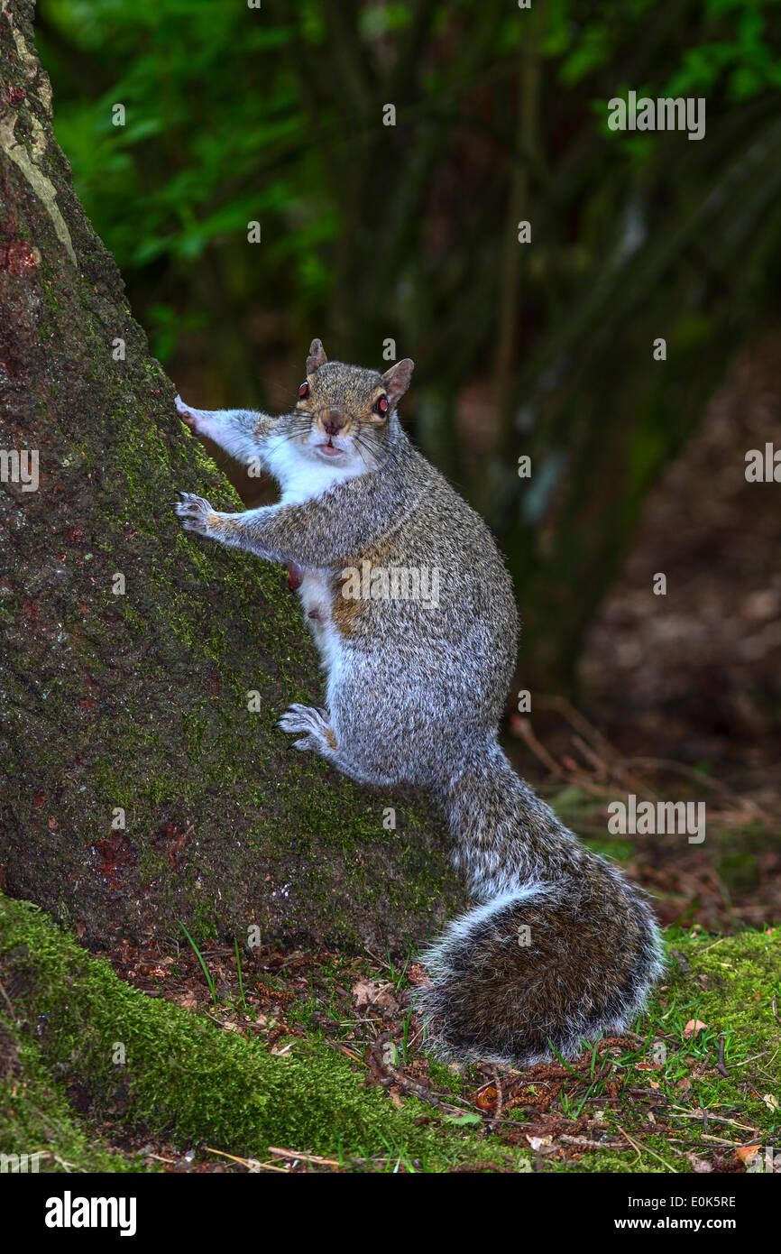 Squirrel in woodland setting Stock Photo - Alamy